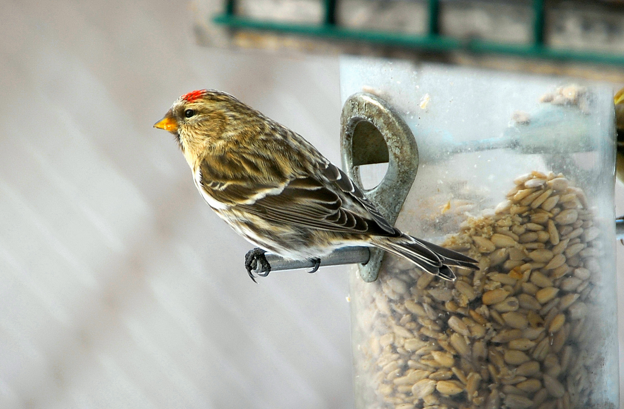 Irruptive Migration of Common Redpolls - Project FeederWatch