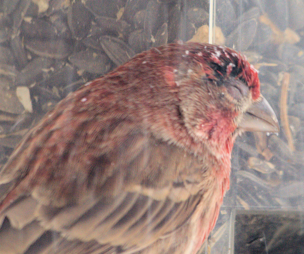 House Finch Eye Disease - FeederWatch