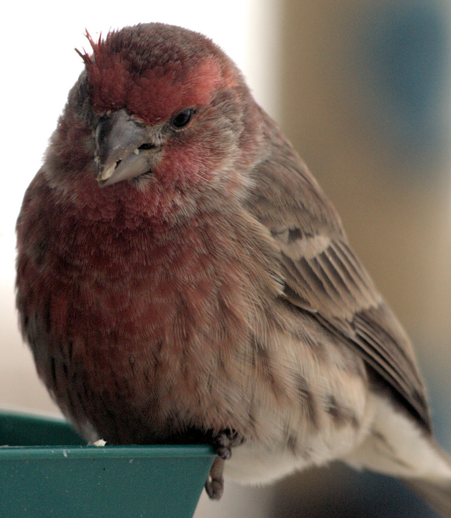 House Finch Eye Disease - FeederWatch