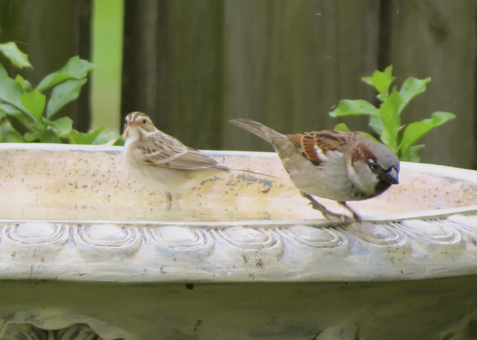 Clay Colored Sparrow - FeederWatch