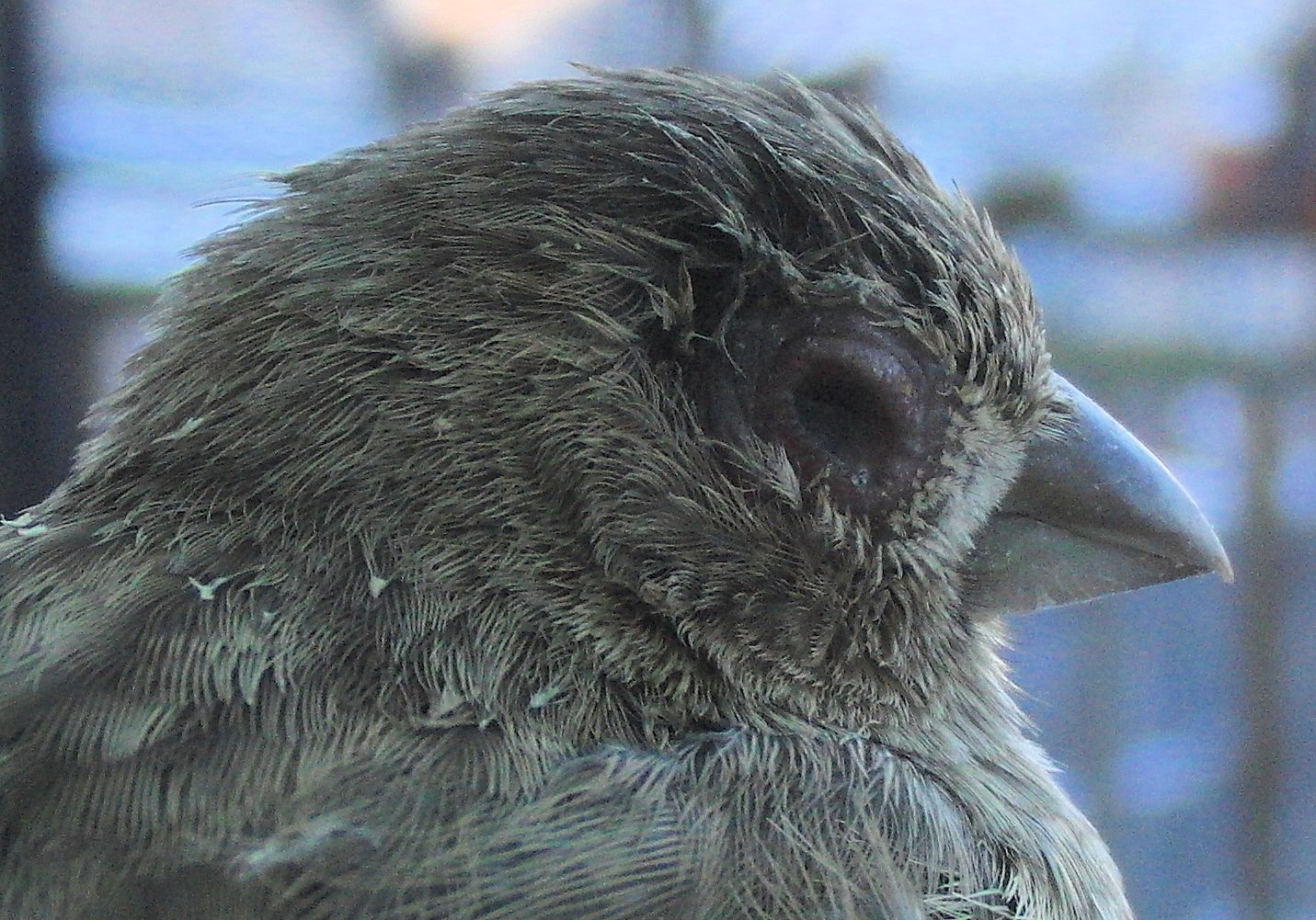House finch with eye disease close-up - FeederWatch