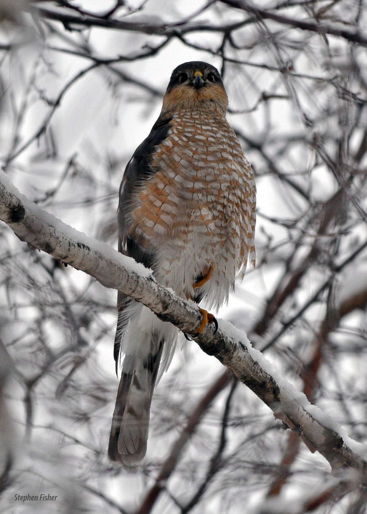 Female Sharp-shinned Hawk - Project FeederWatch