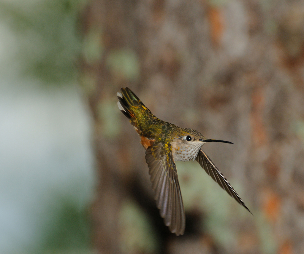 Broadtail Hummer ( Female ) - FeederWatch
