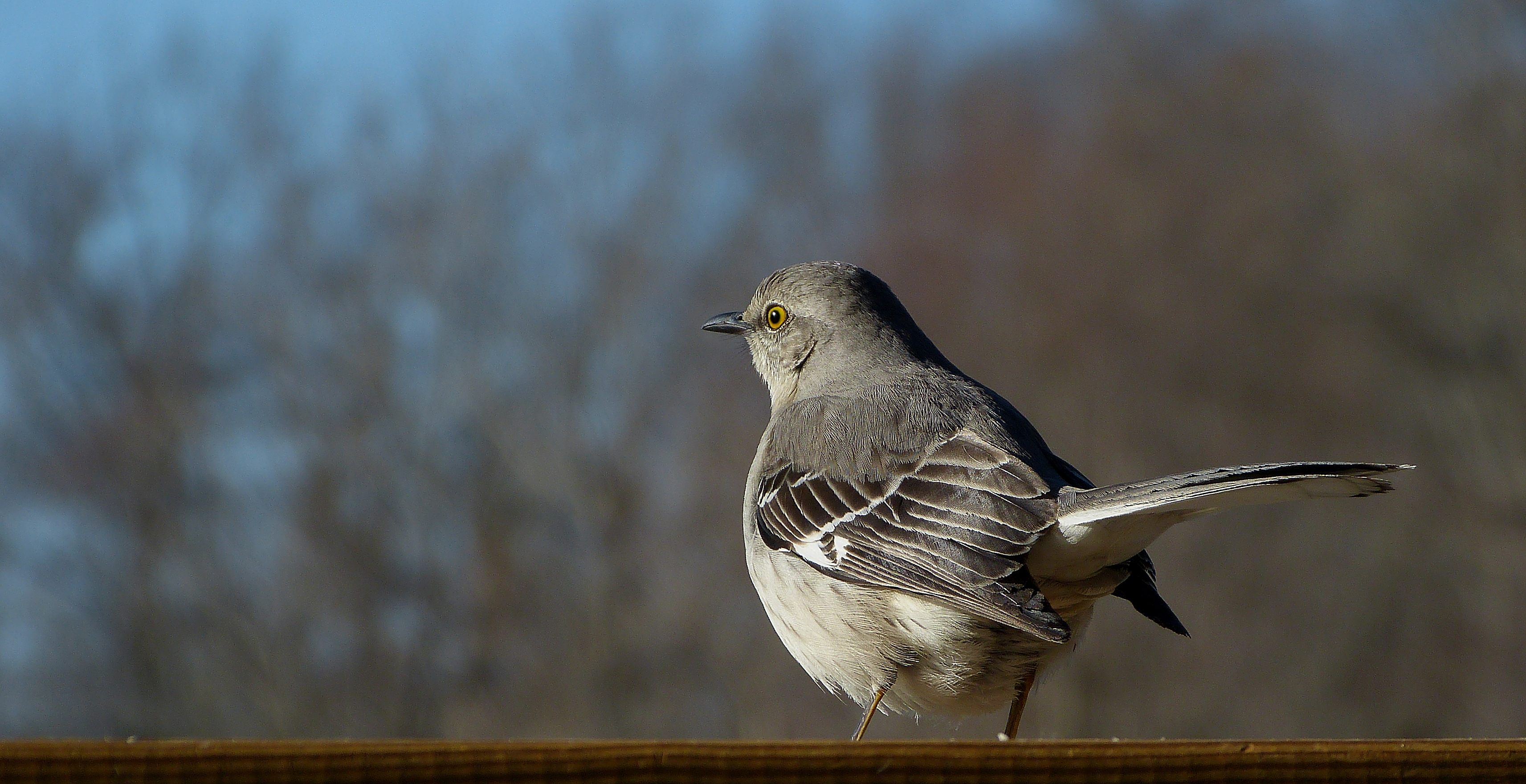 A series of Mockingbird photos - FeederWatch