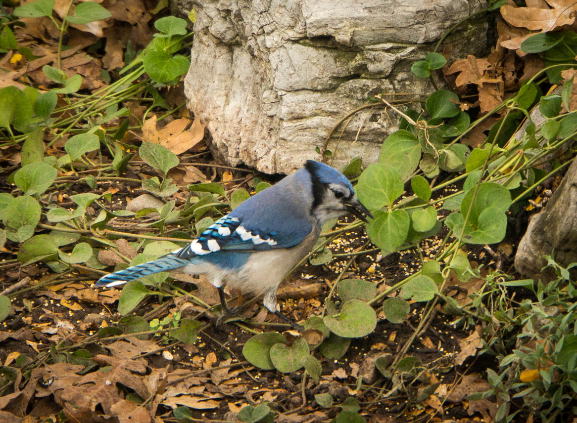 Blue Jay - Project FeederWatch