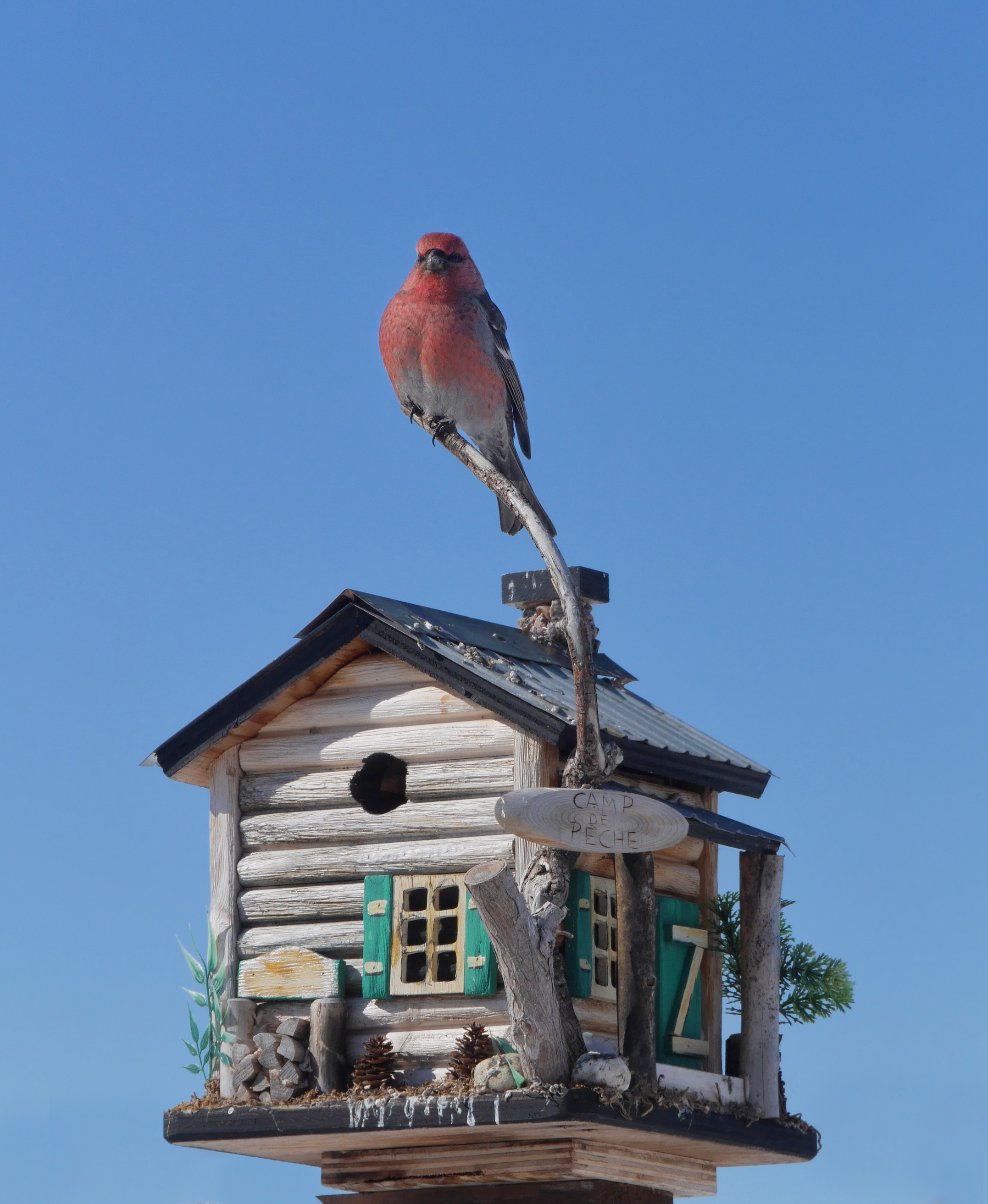 gorgeous male pine grosbeak taking a spring rest - Project FeederWatch