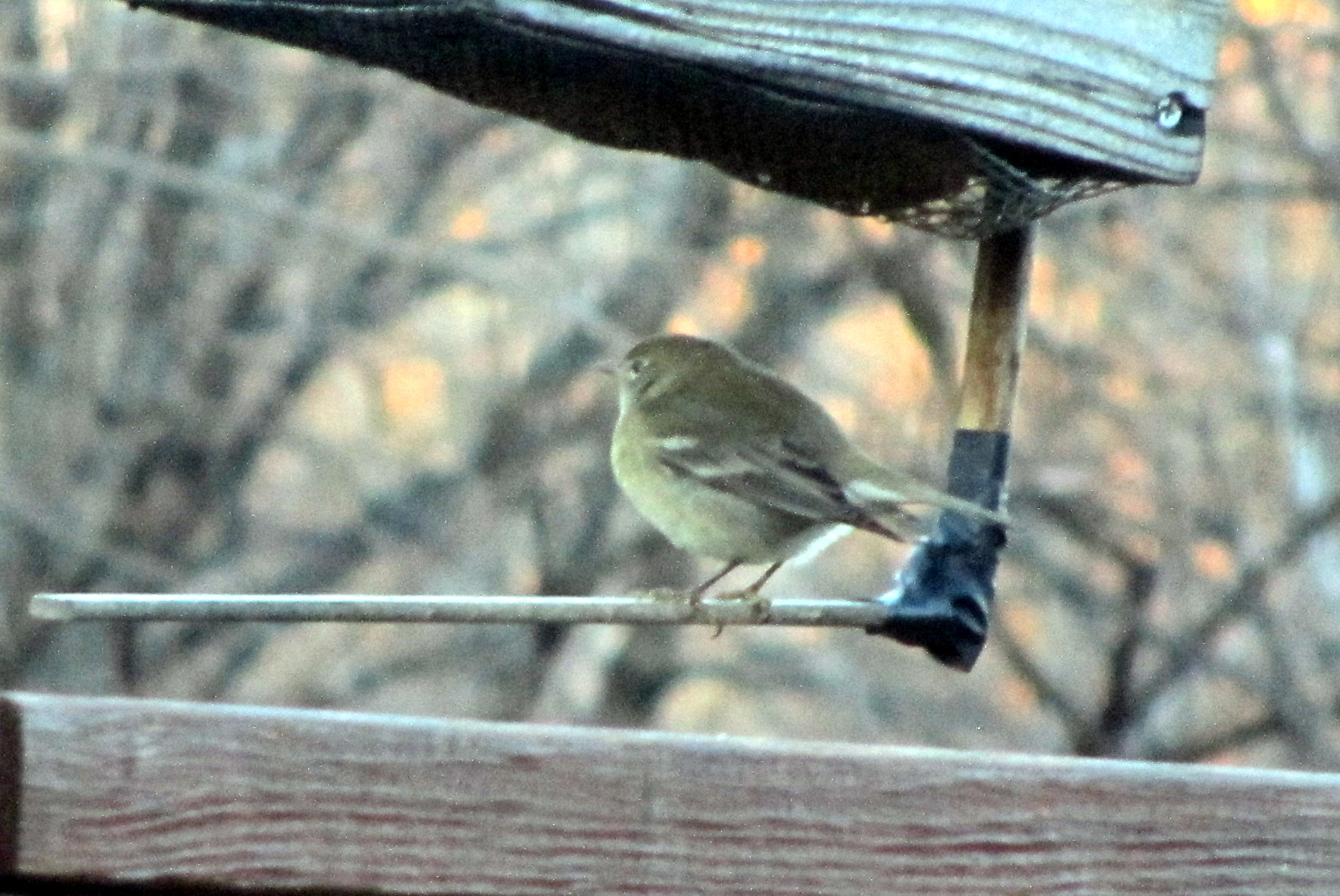 Pine Warbler - FeederWatch