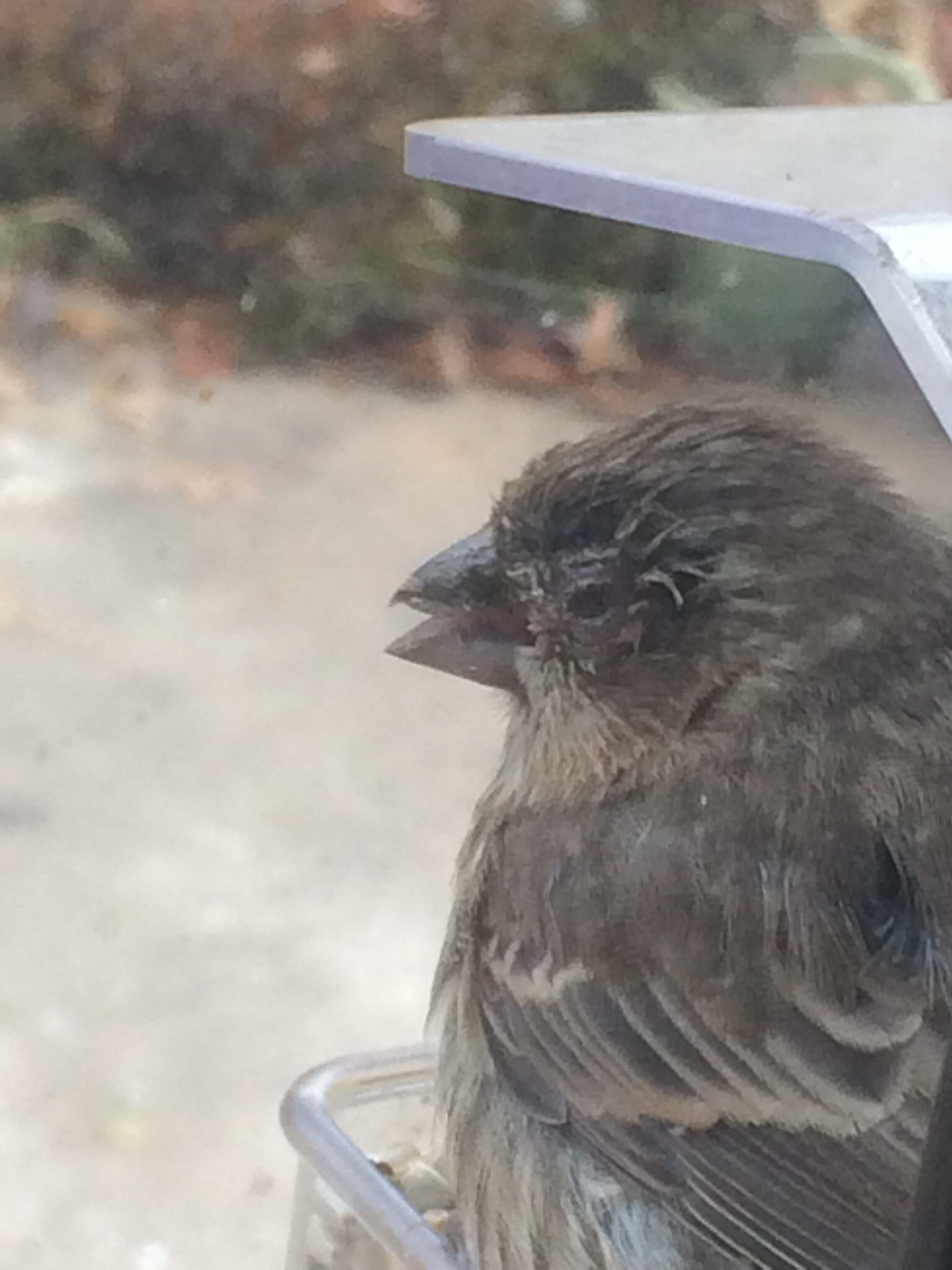 Eye disease , female House Finch - FeederWatch