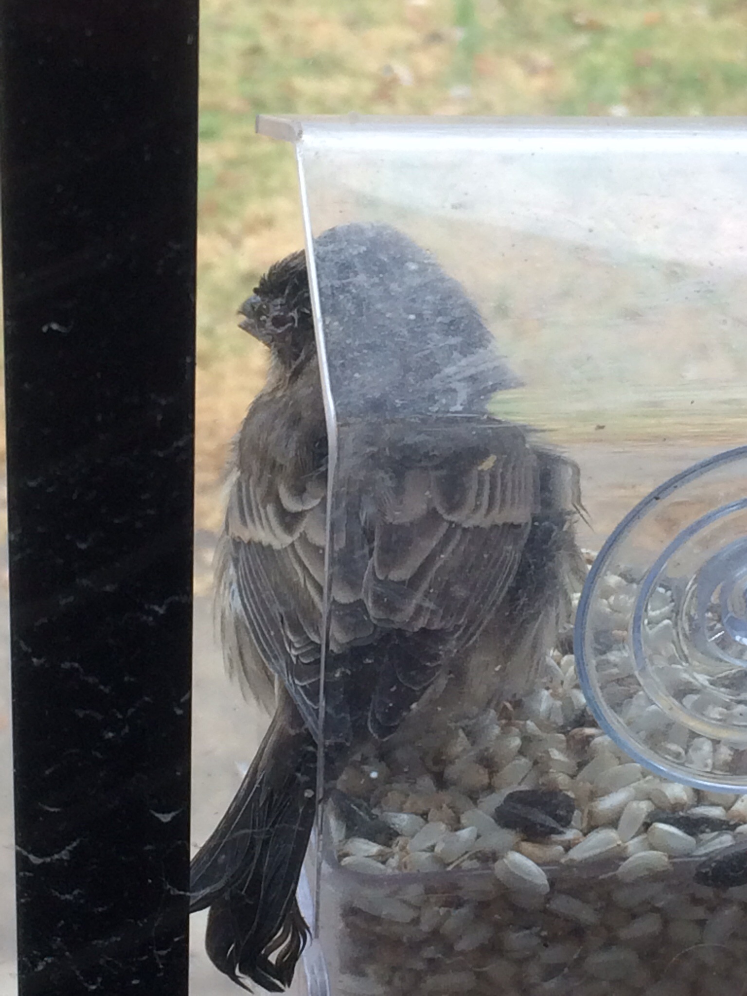 Eye disease , female House Finch - FeederWatch