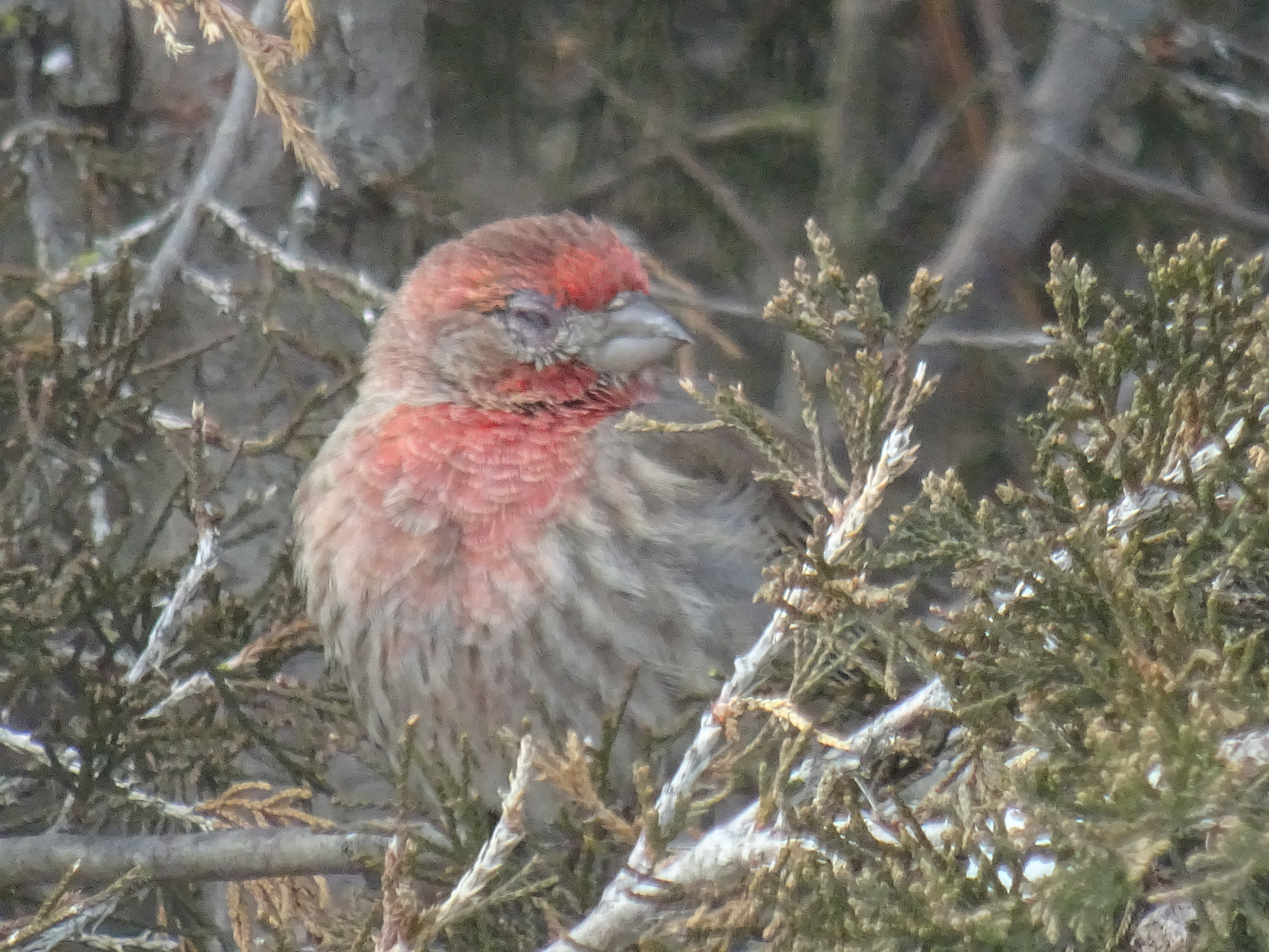 House Finch with avian conjunctivitis. - FeederWatch