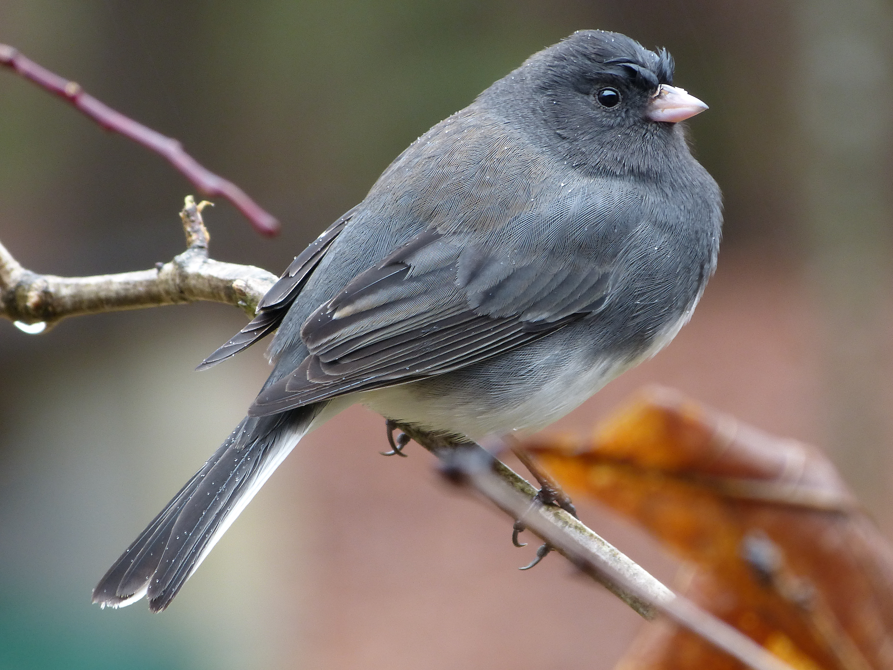 A male Dark-eyed Junco on a rainy day - FeederWatch