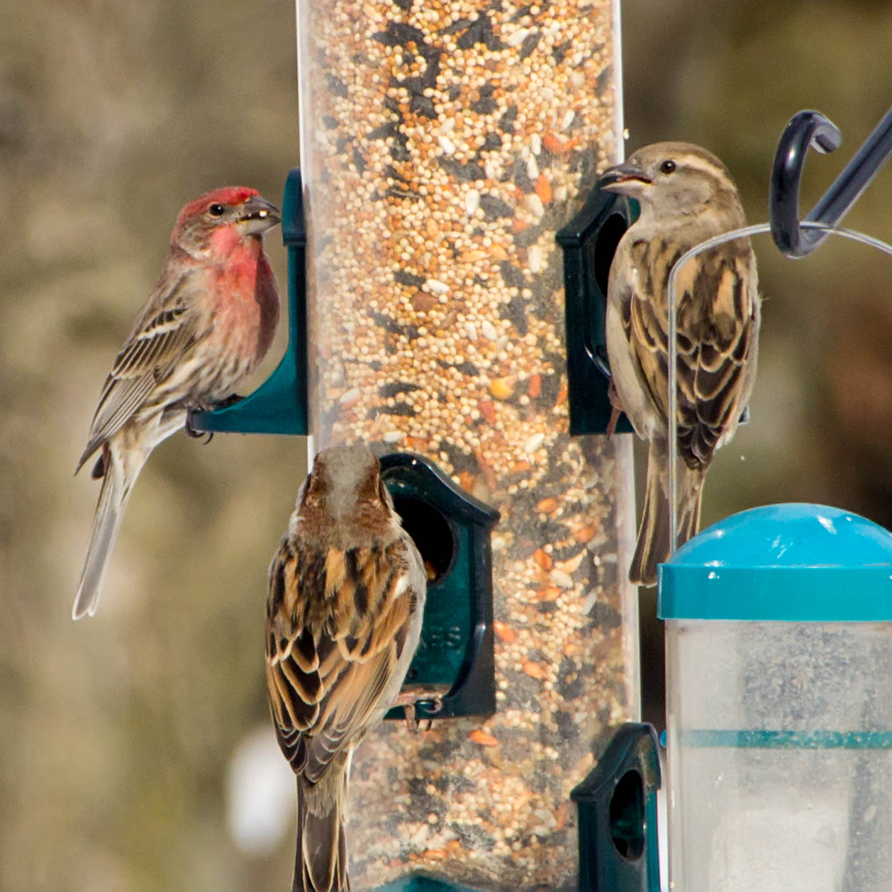 House Finch with a couple of friends. - Project FeederWatch