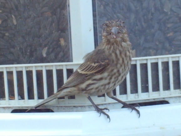 Mycoplasmal conjunctivitis in male and female House Finches - Project ...