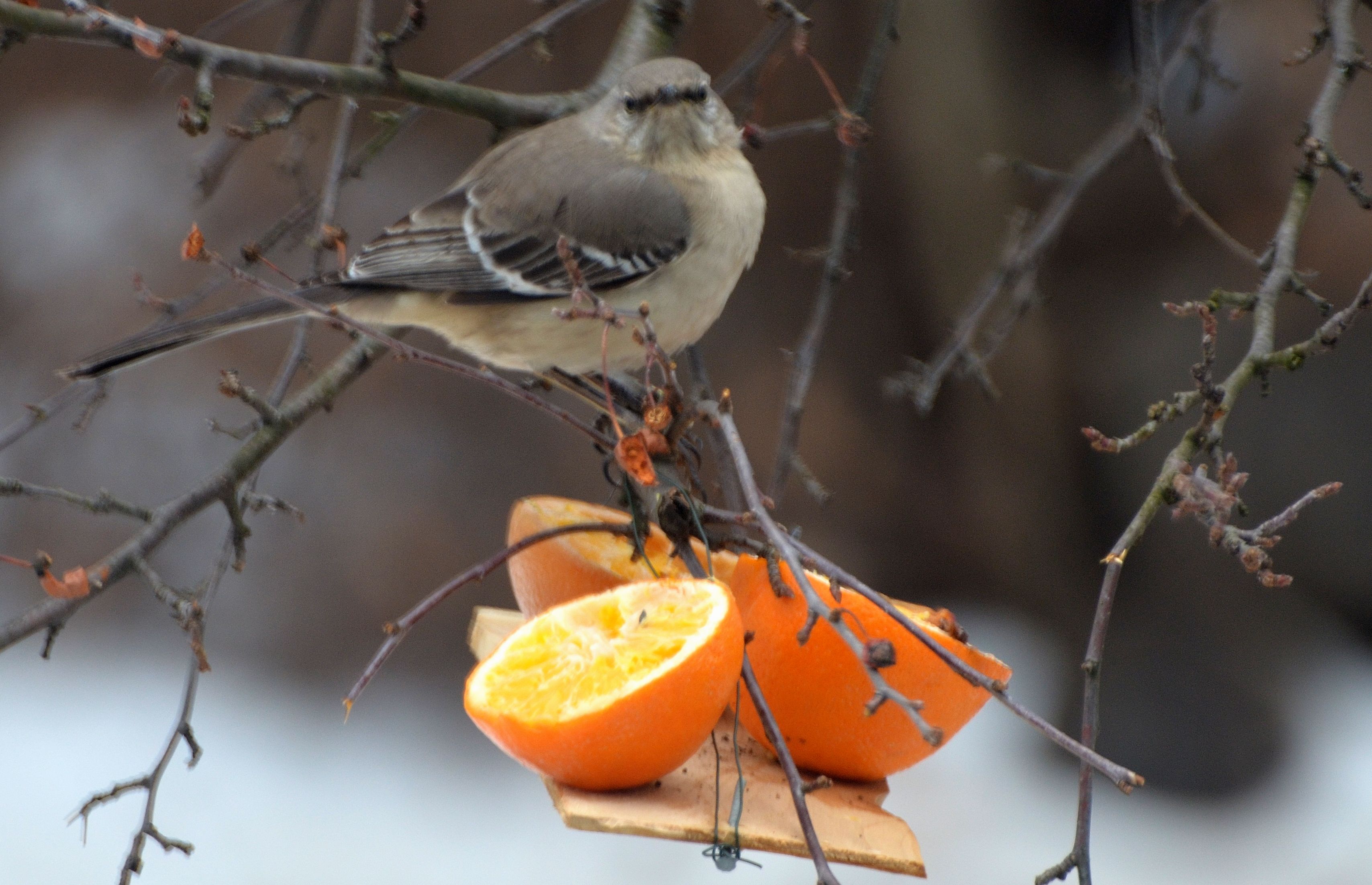 Northern Mockingbird with oranges - Project FeederWatch