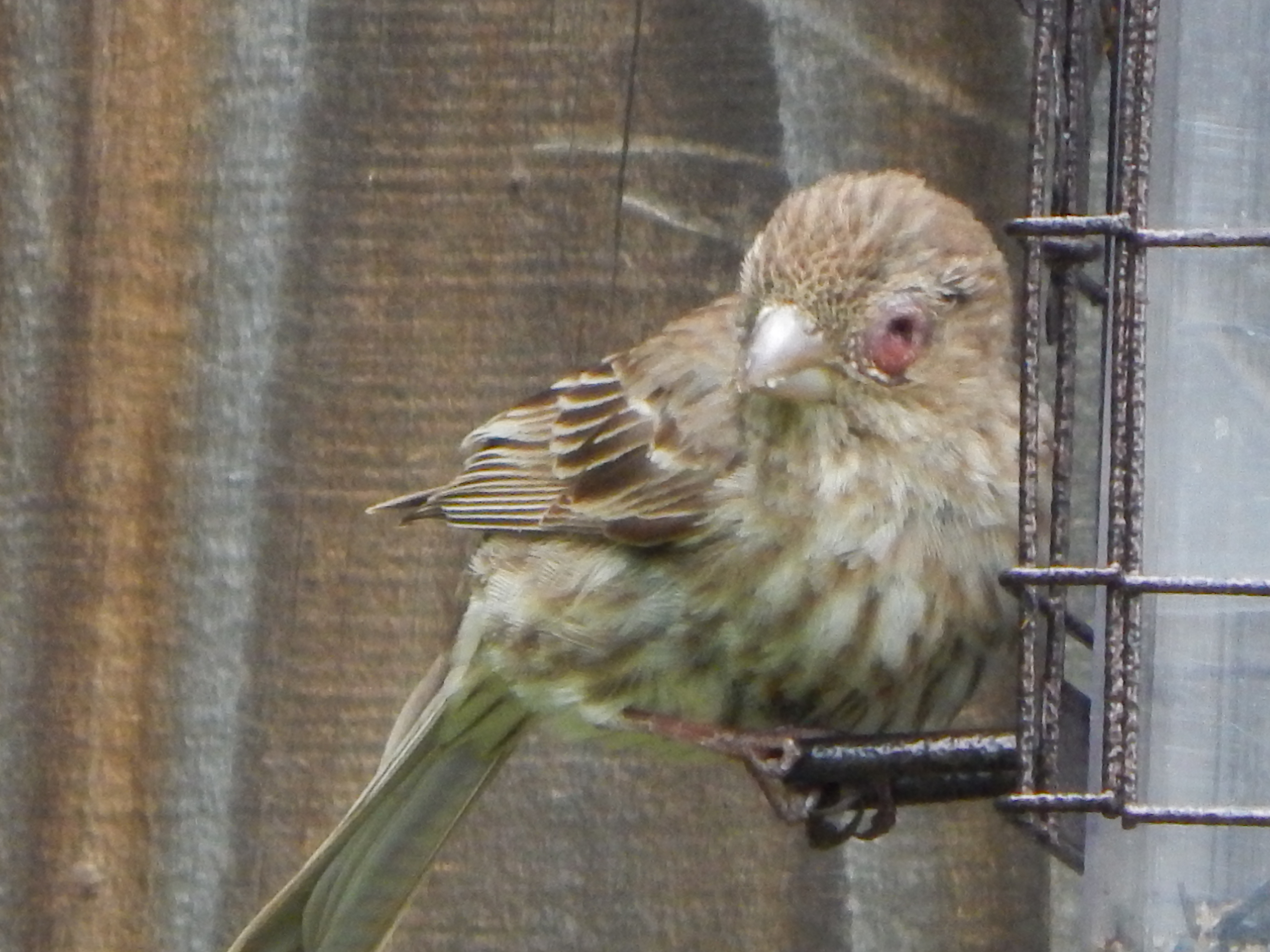 Suspected case of house finch eye disease - FeederWatch