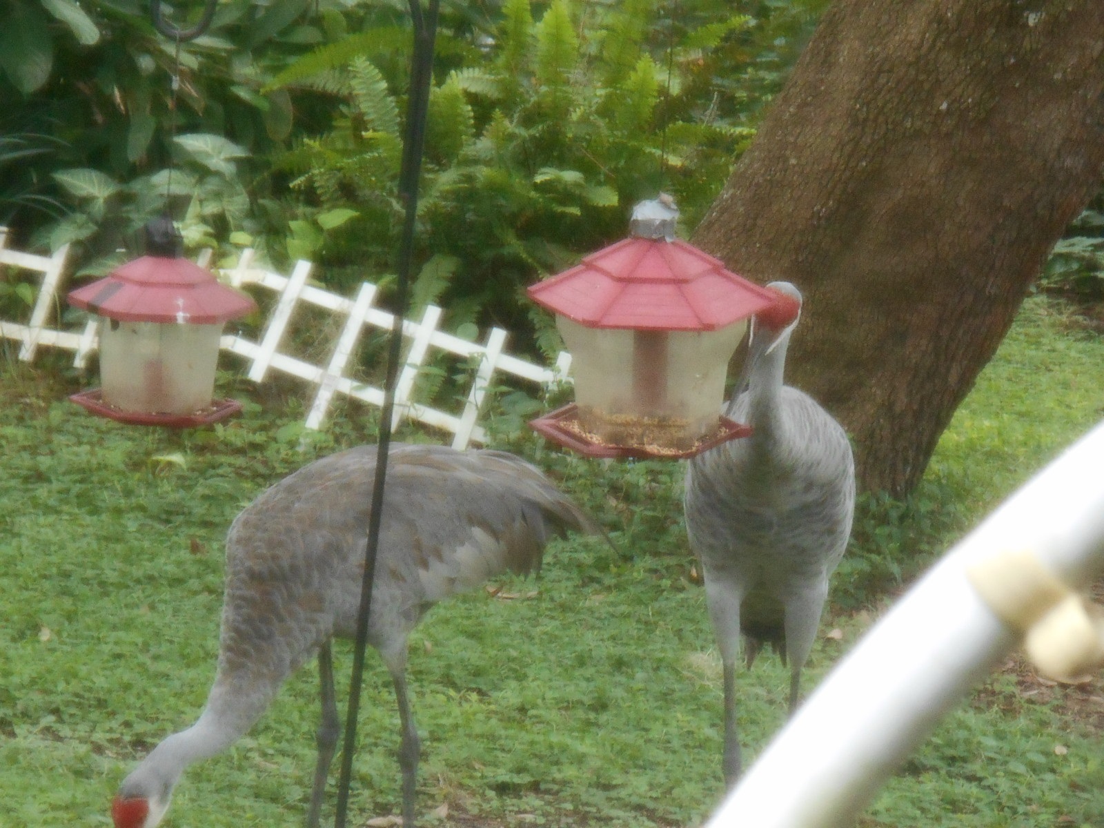 Sam and Susie are really hungry. - FeederWatch
