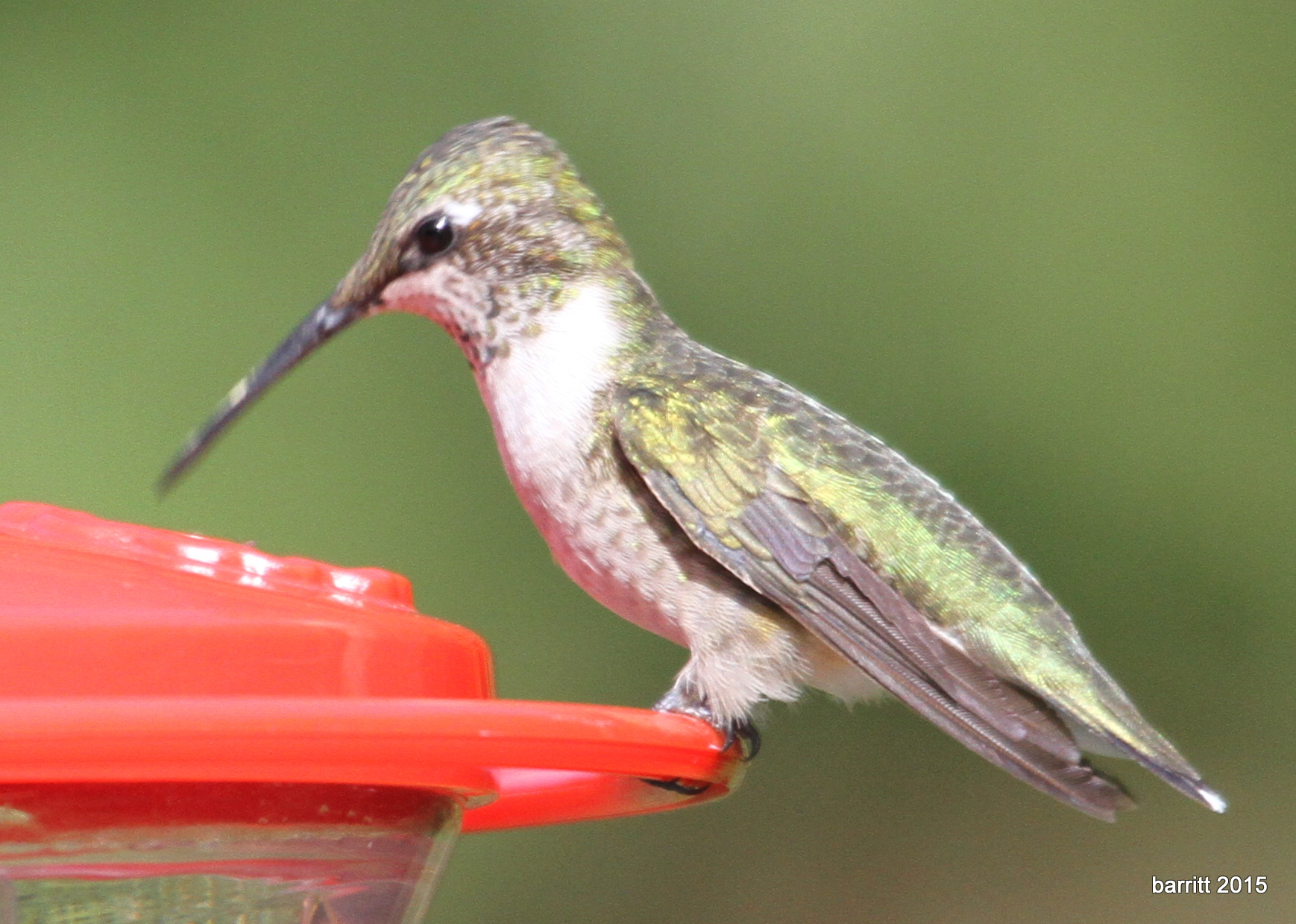 Ruby-throated Hummingbird - FeederWatch