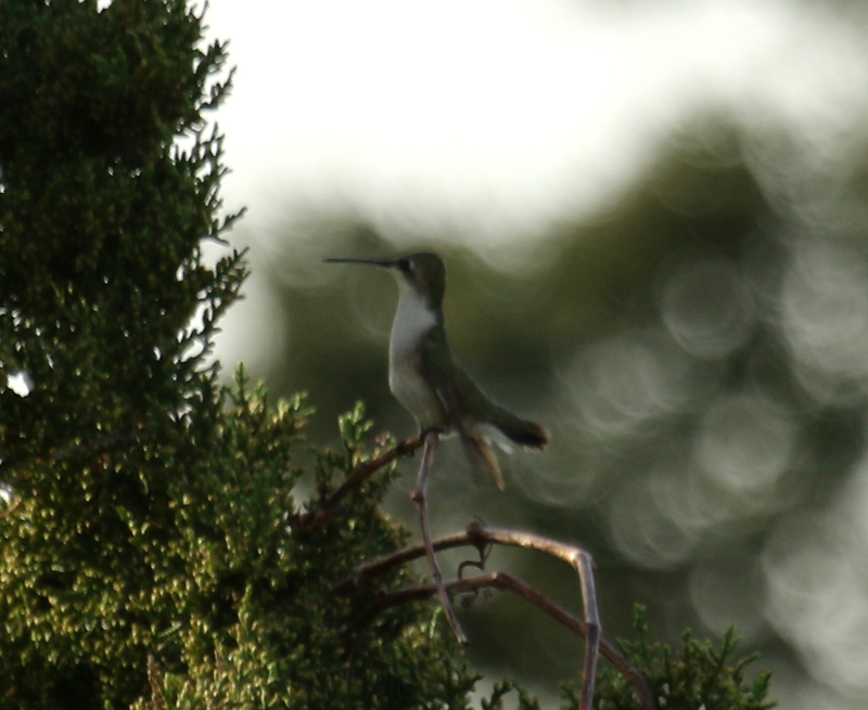 Ruby-throated Hummingbird - FeederWatch