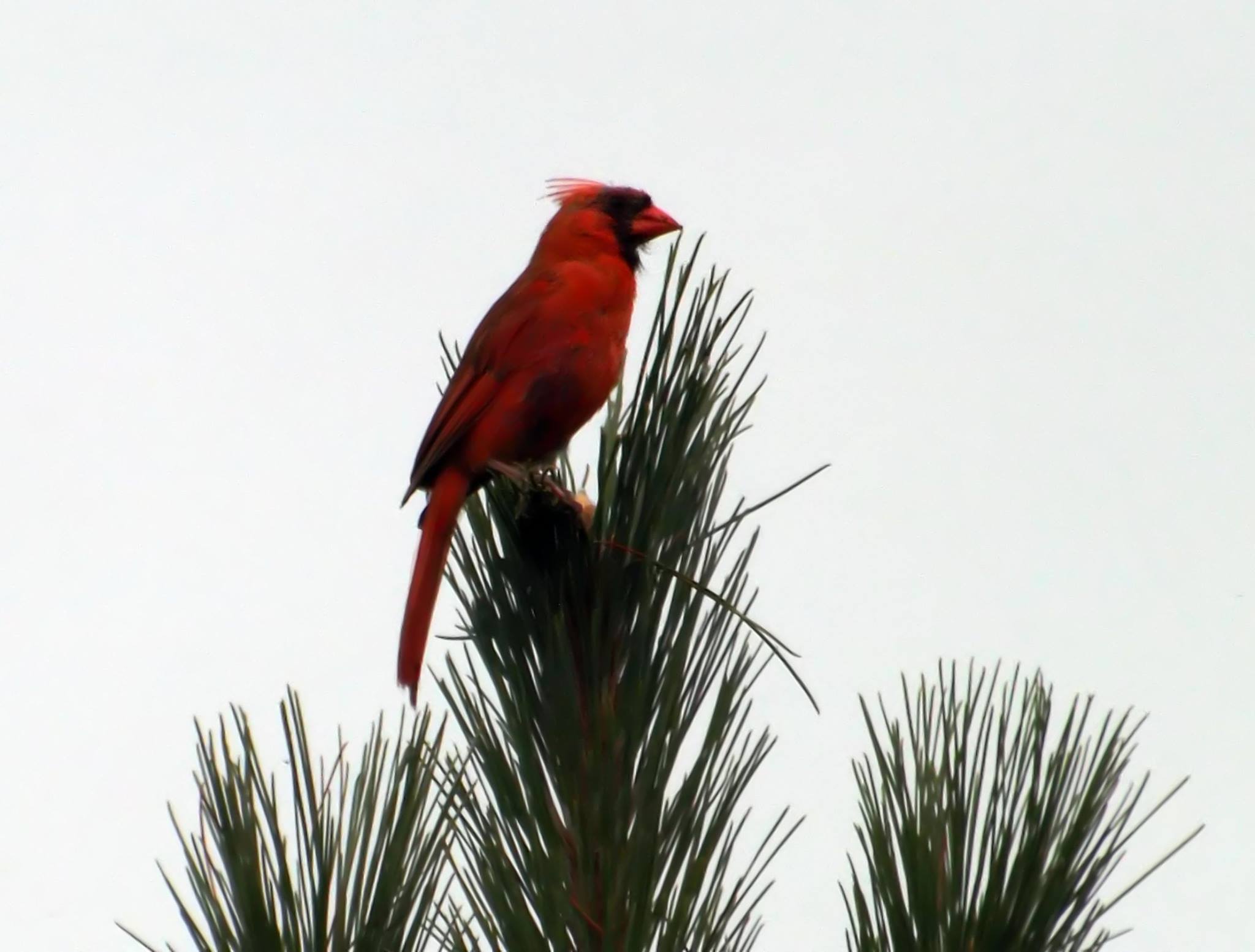 Very Rare Having A Cardinal Coming This Far North - FeederWatch