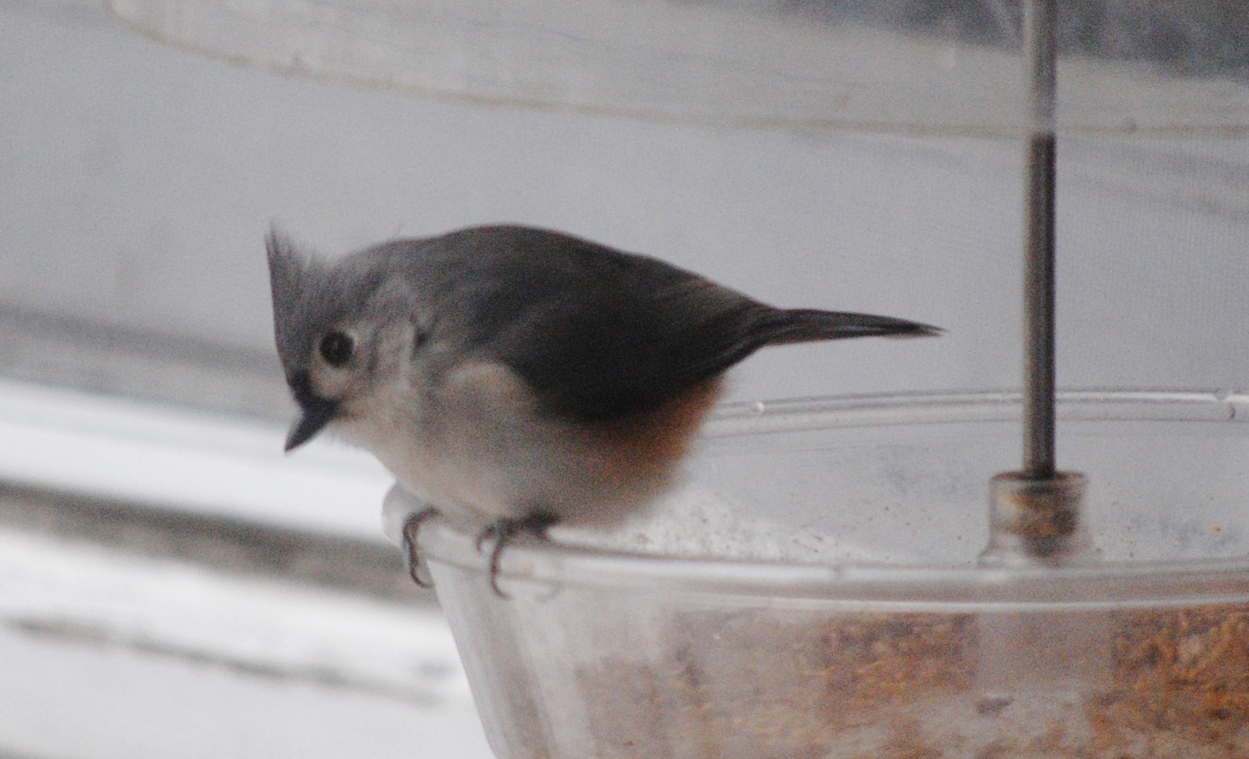 Titmouse love the meal worm feeder - FeederWatch