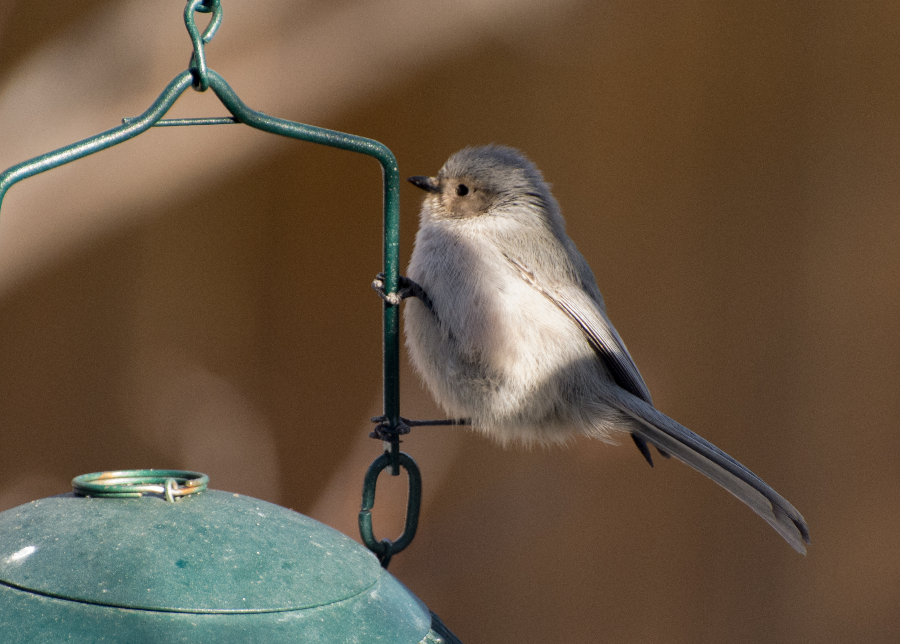 Perky Little Bushtit - Project FeederWatch