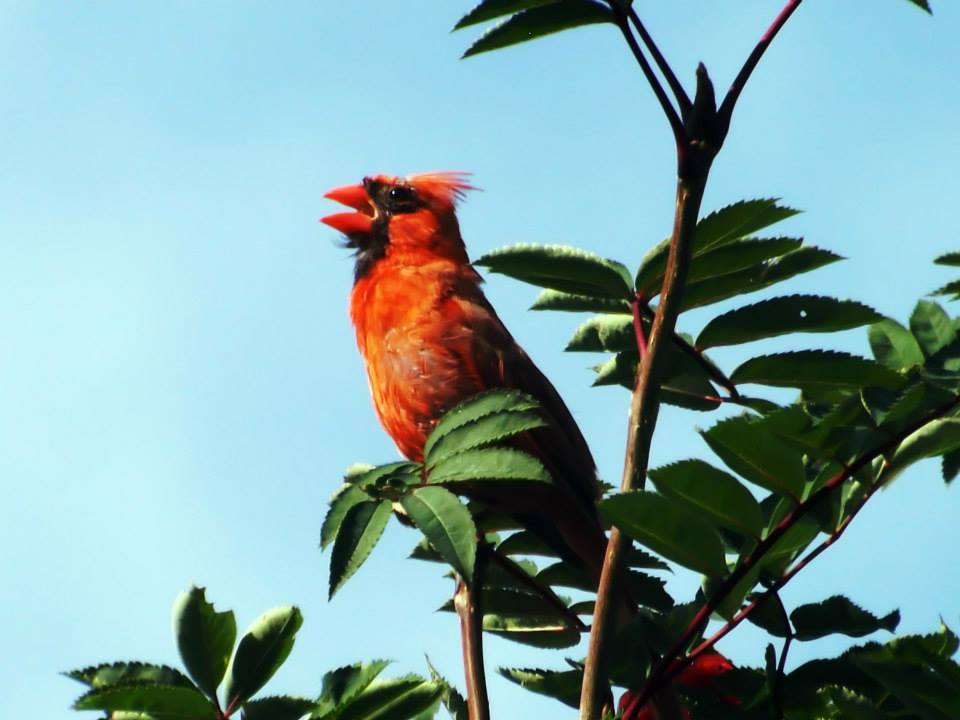Very Far North Northern Cardinal - Project FeederWatch