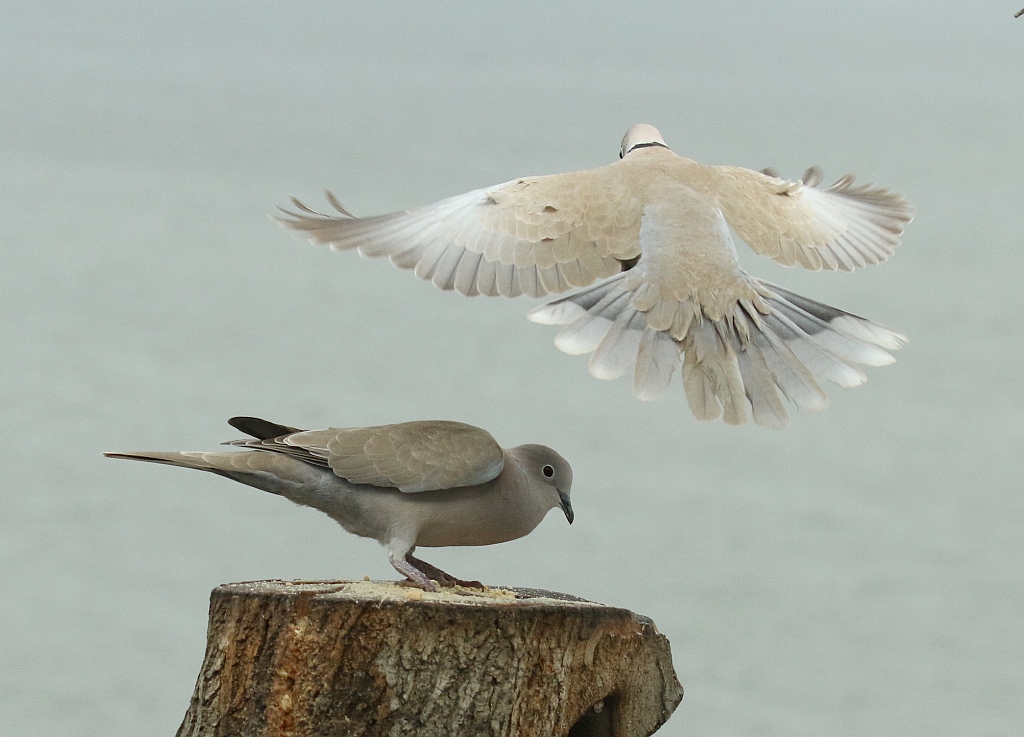 Eurasian-collared Dove - FeederWatch