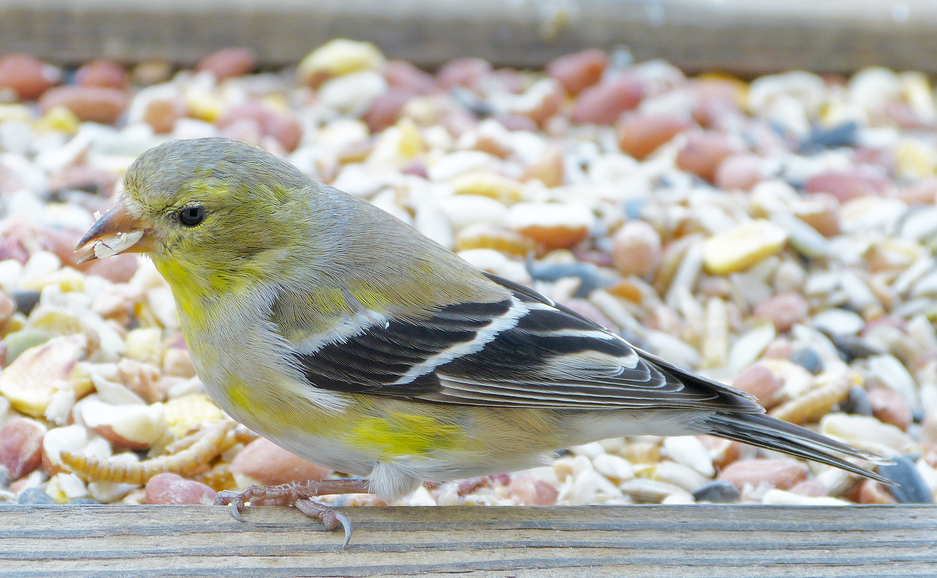 Male Goldfinch changing into his breeding coloration - Project FeederWatch