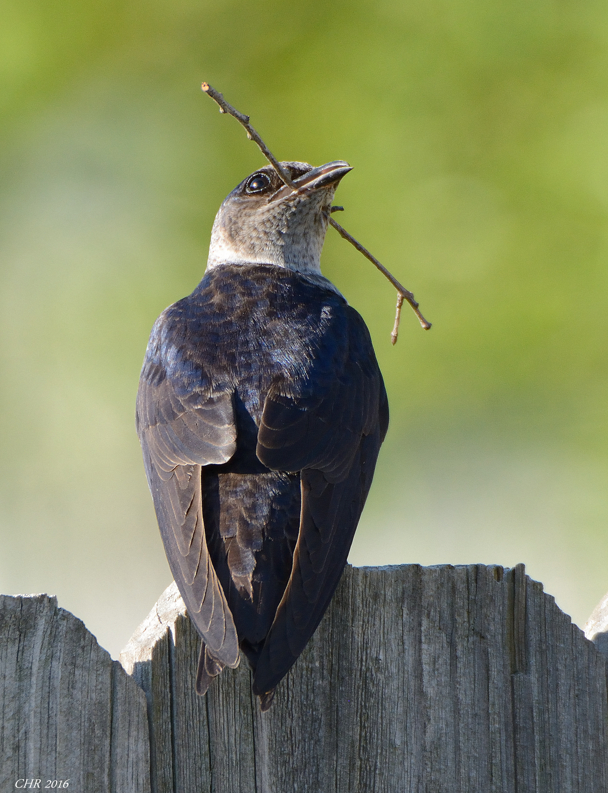 Purple Martin with nesting material - FeederWatch