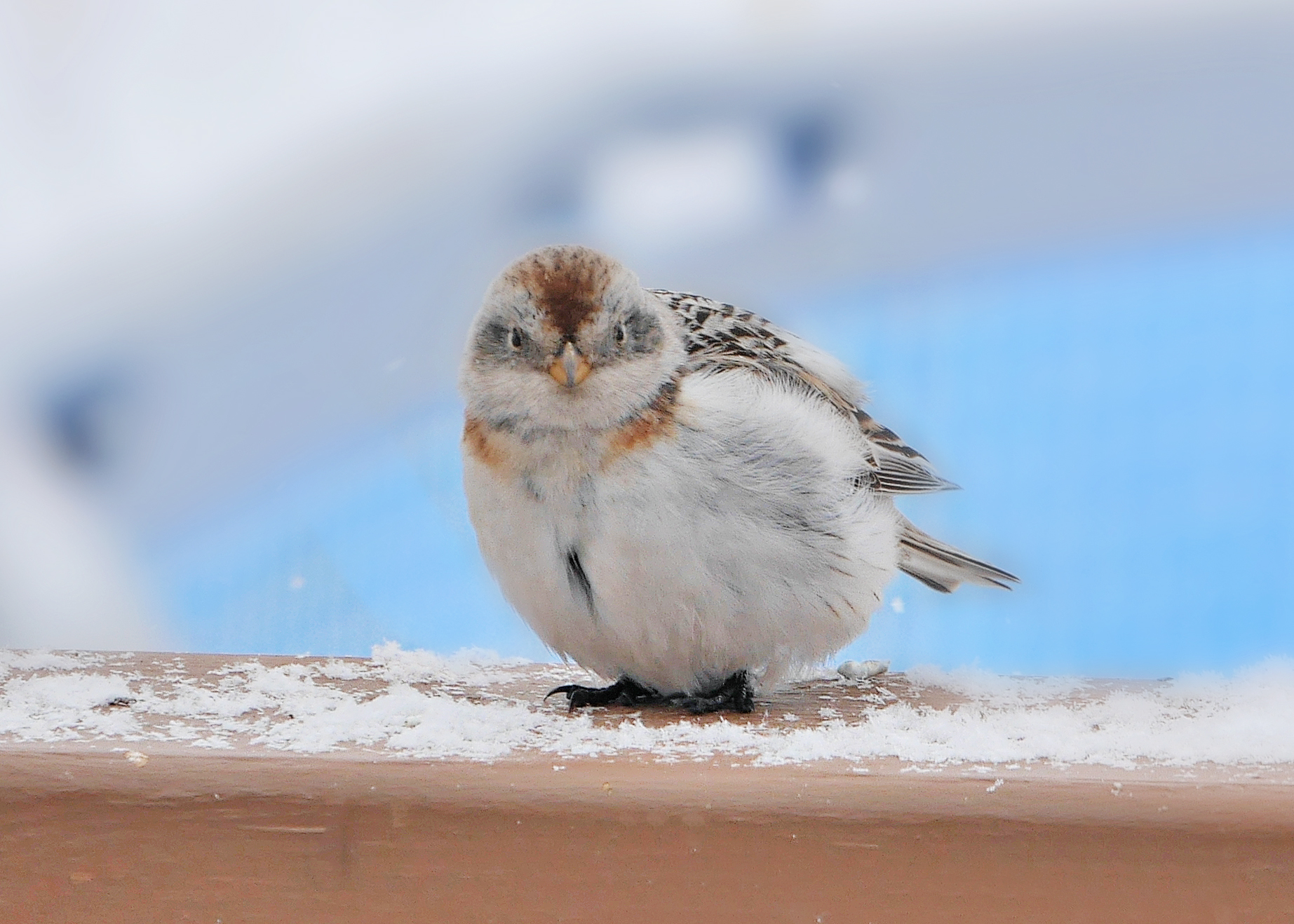 this snowbunting means buisness! - FeederWatch
