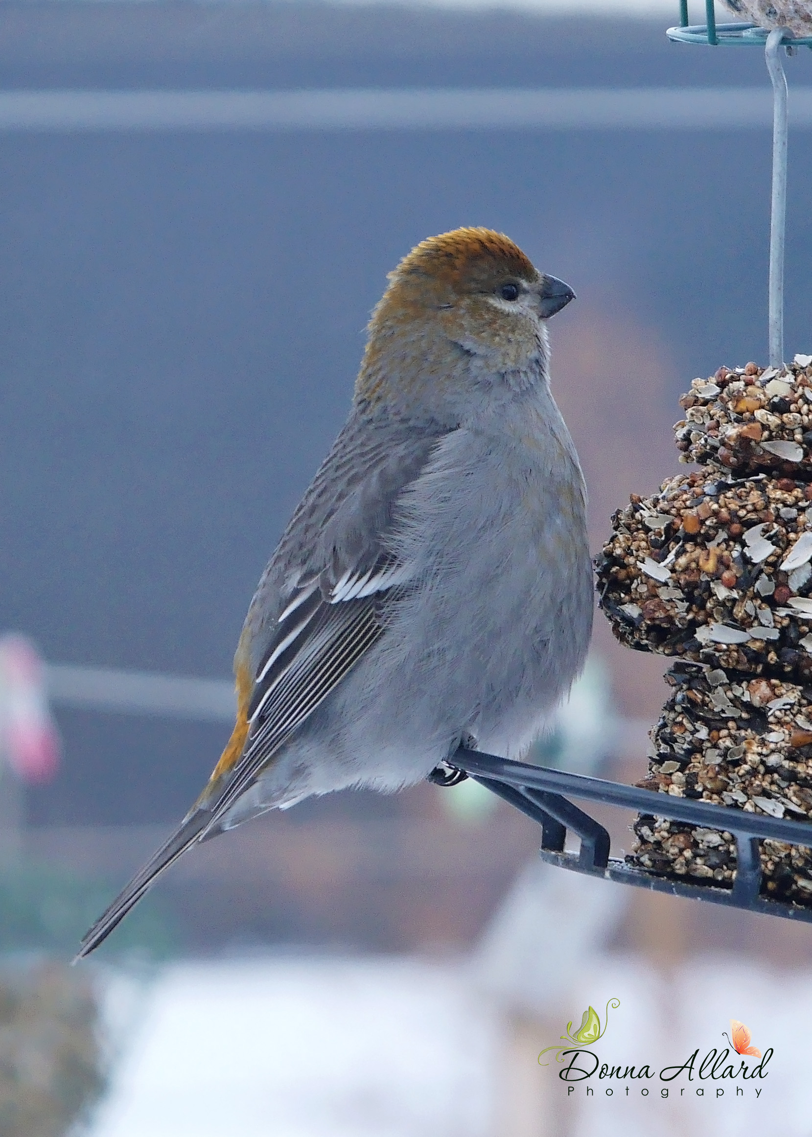 Female pine grosbeak - FeederWatch