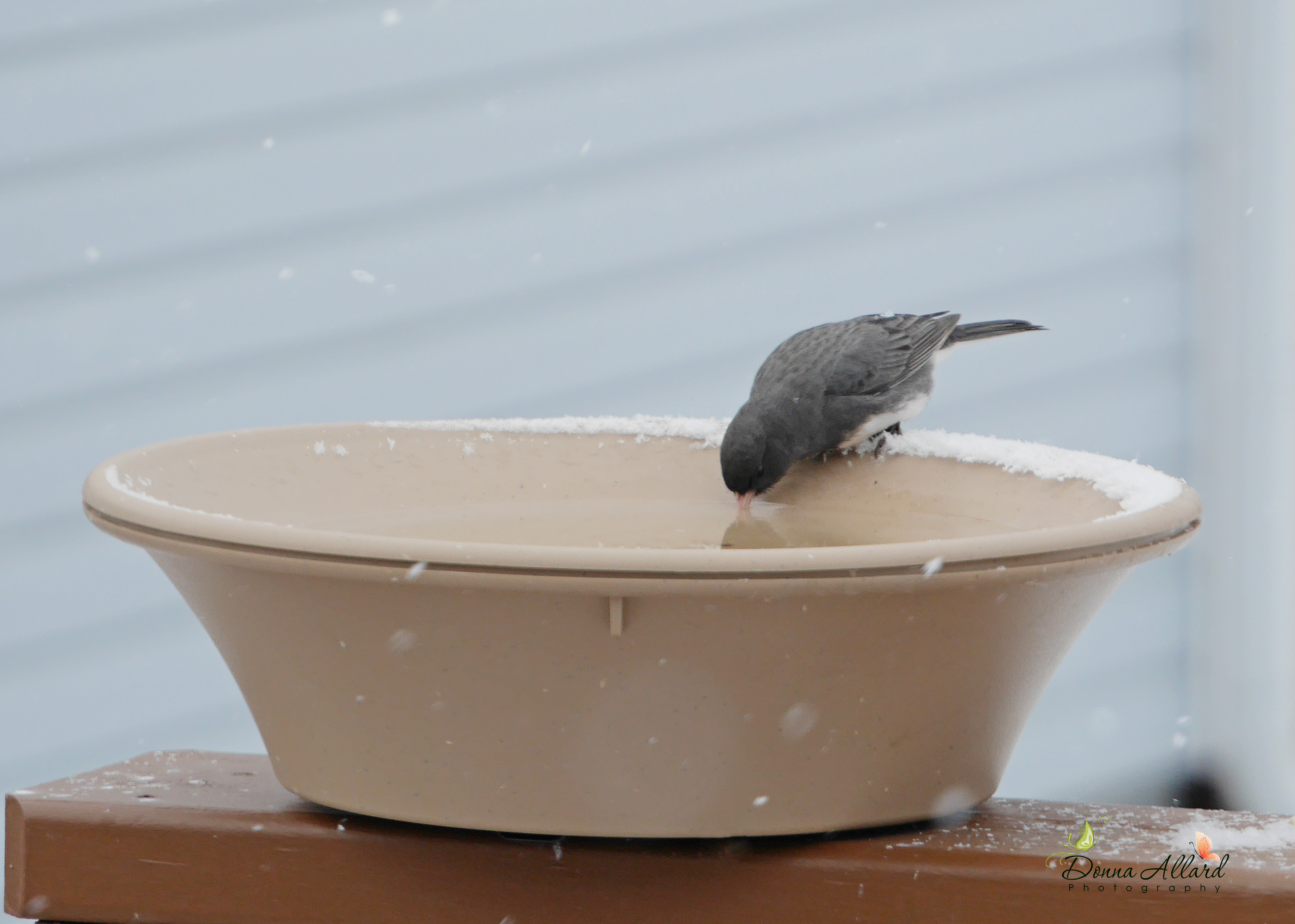 junco getting a drink from the heated water dish - FeederWatch