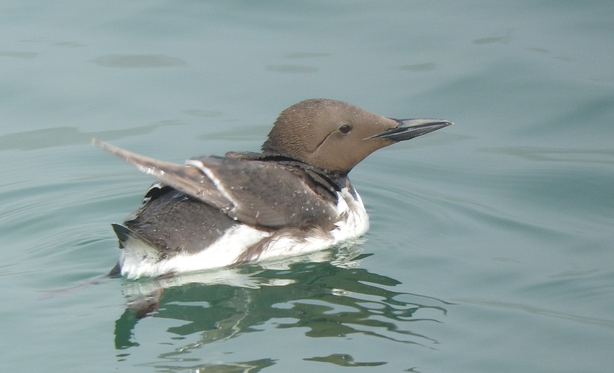 Common mure - FeederWatch