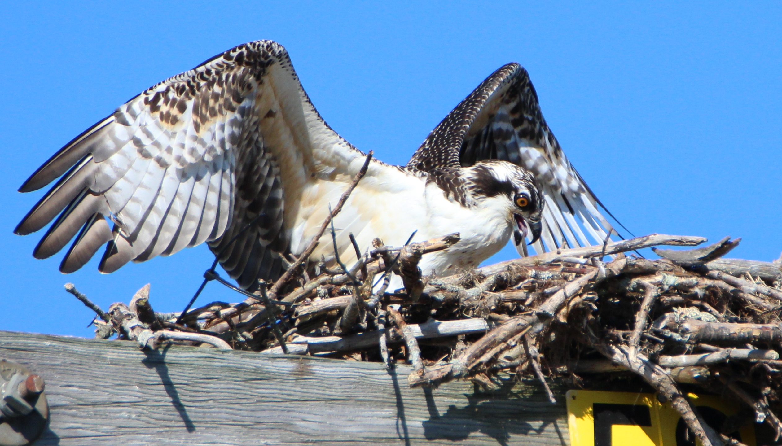 Juvenile Osprey - Project FeederWatch