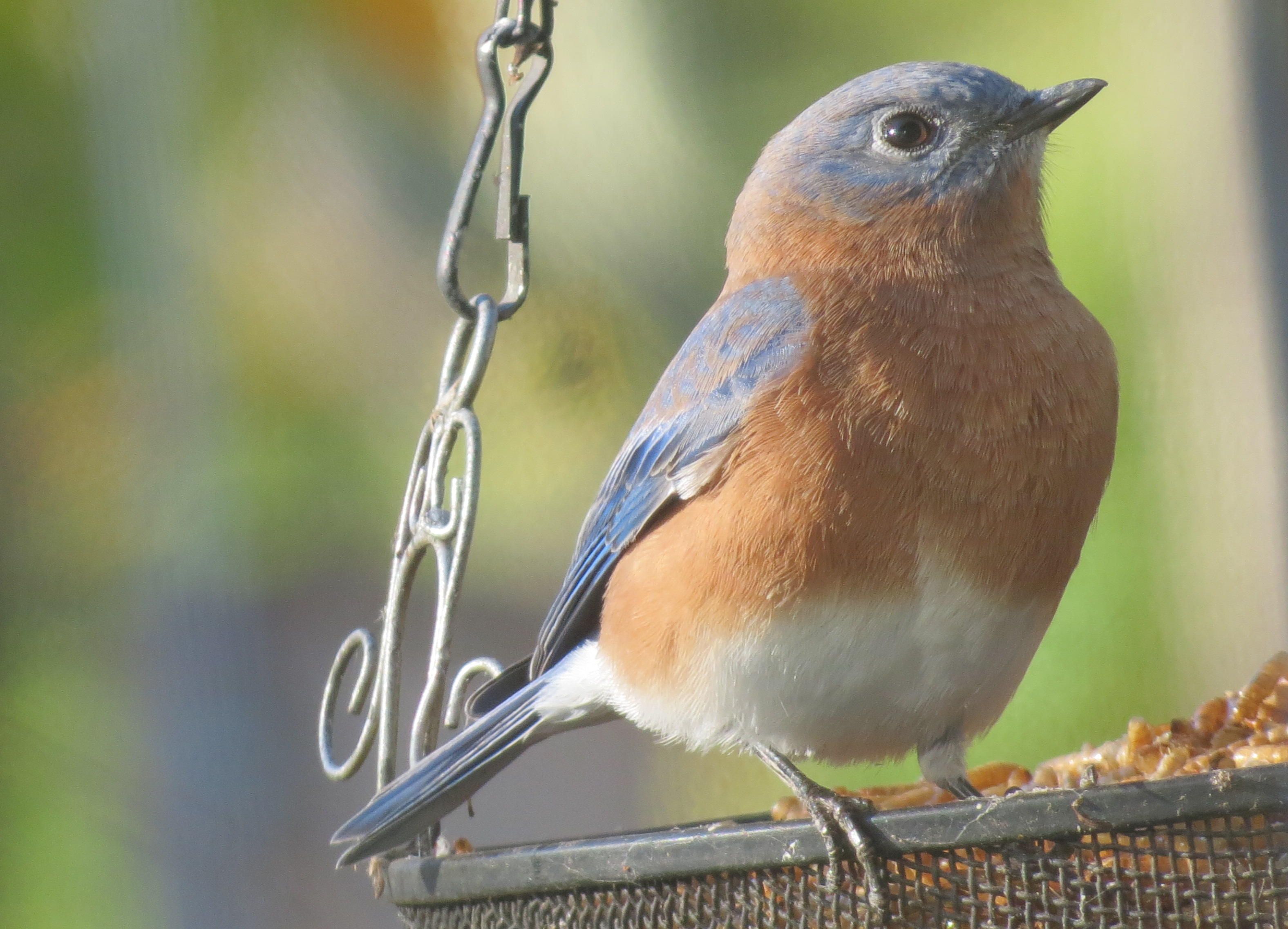 Eastern Bluebirds in Connecticut - Project FeederWatch