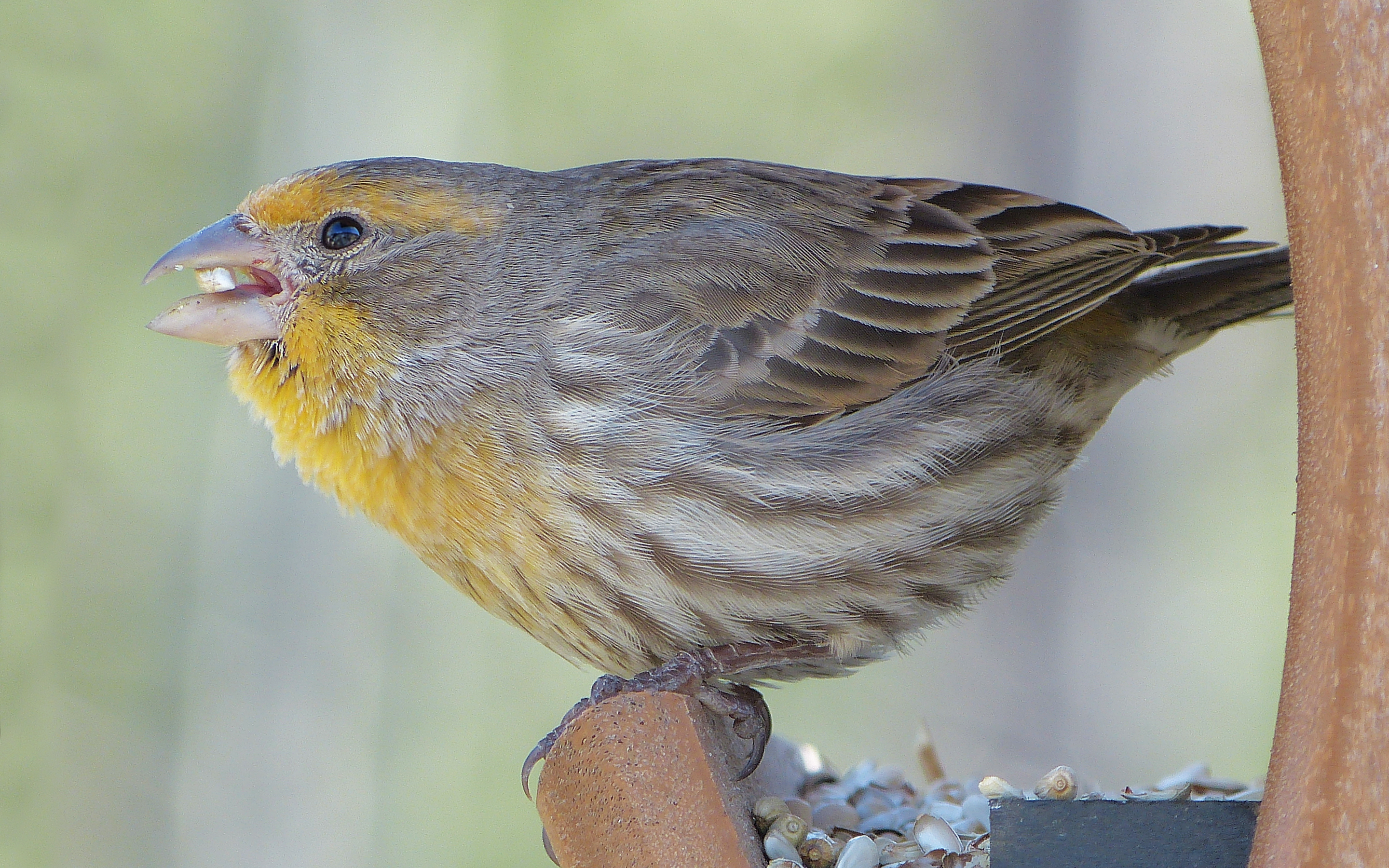 Two more shots of a very yellow House Finch - Project FeederWatch