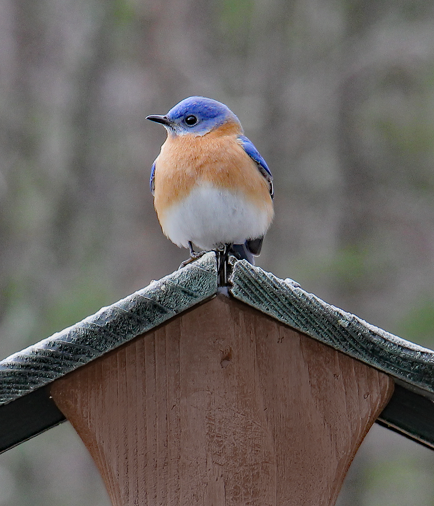 Male Eastern Bluebird - FeederWatch
