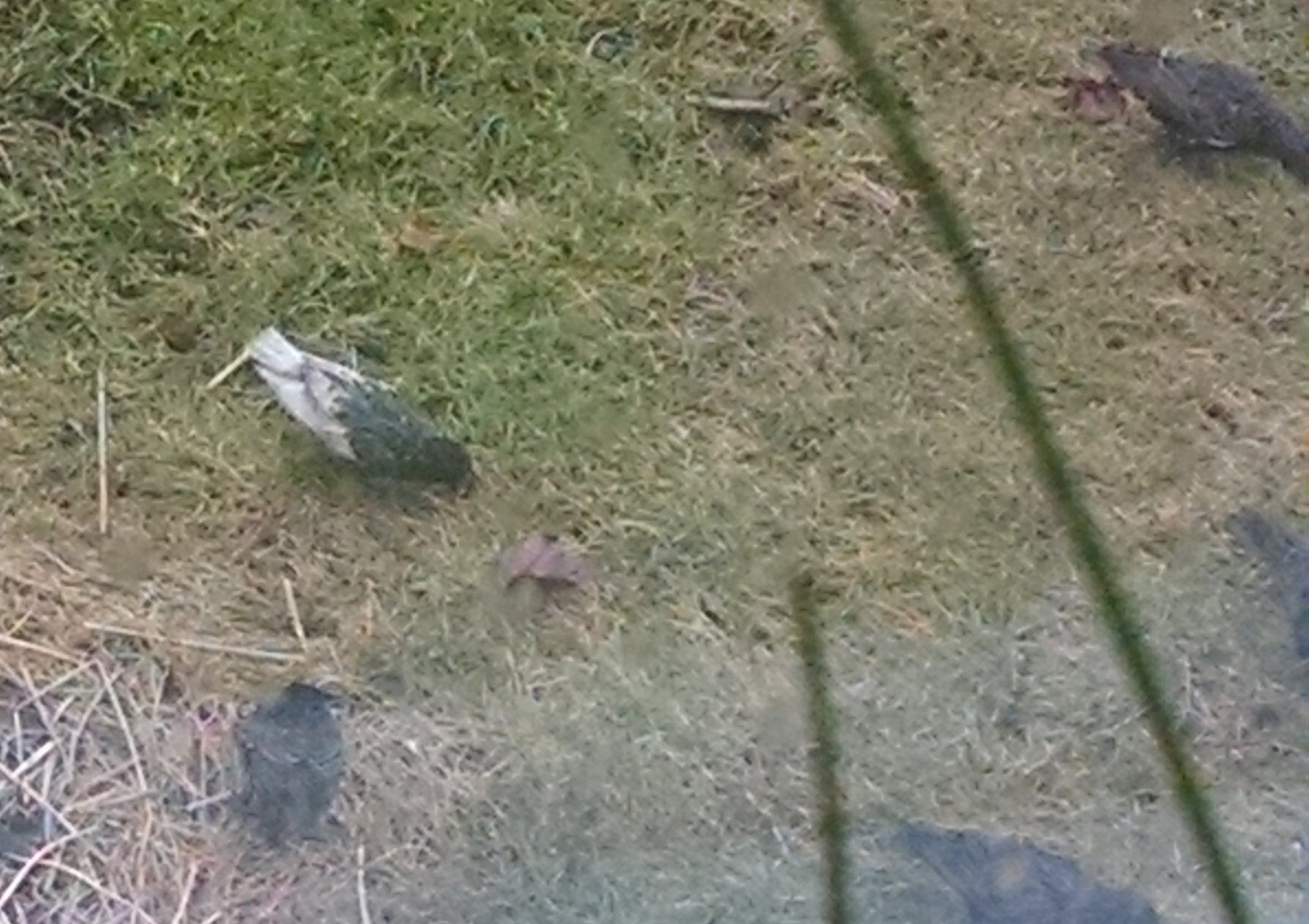 Unusual starling - Project FeederWatch