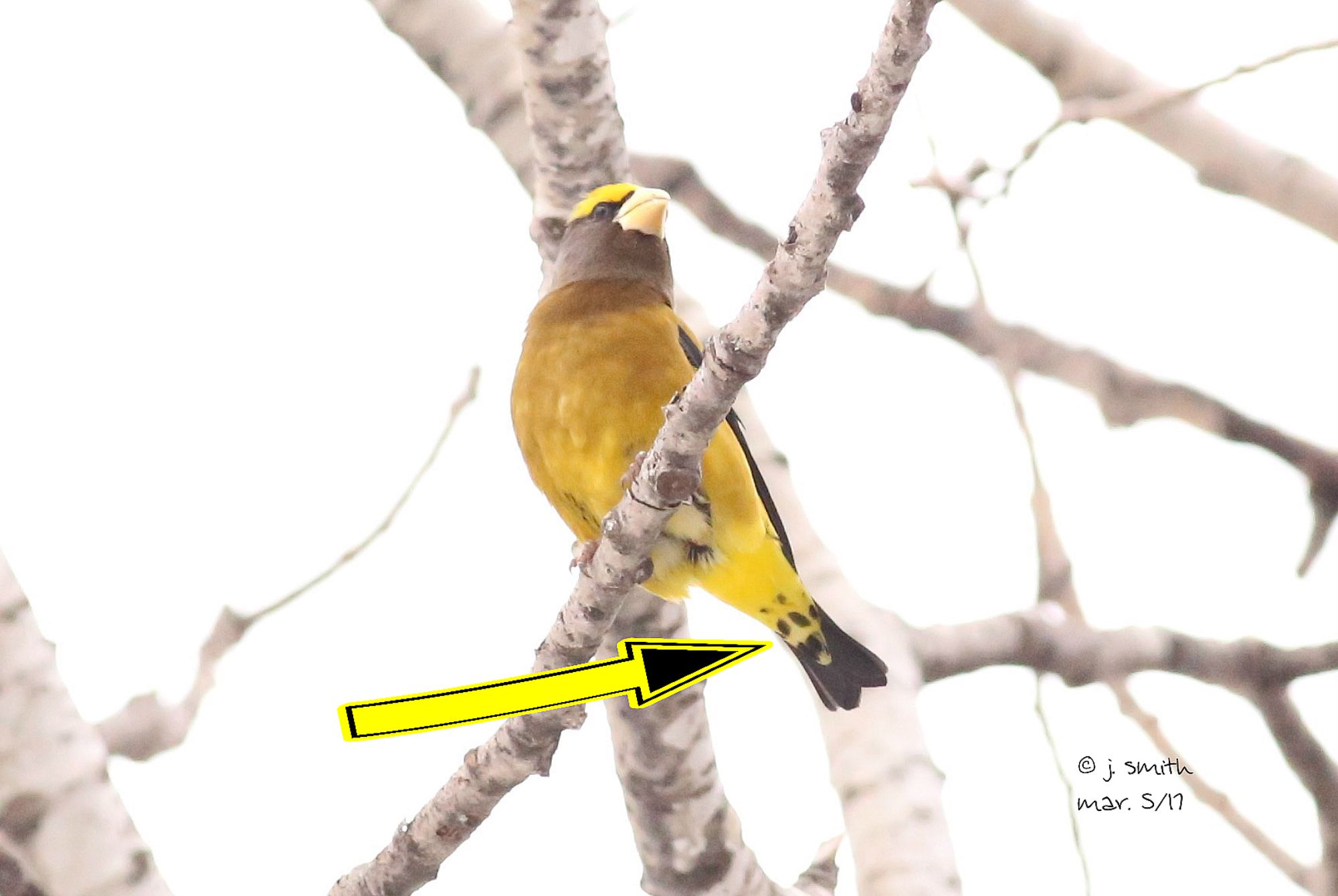 Evening Grosbeak (male) with unusual undertail coverts. - Project ...