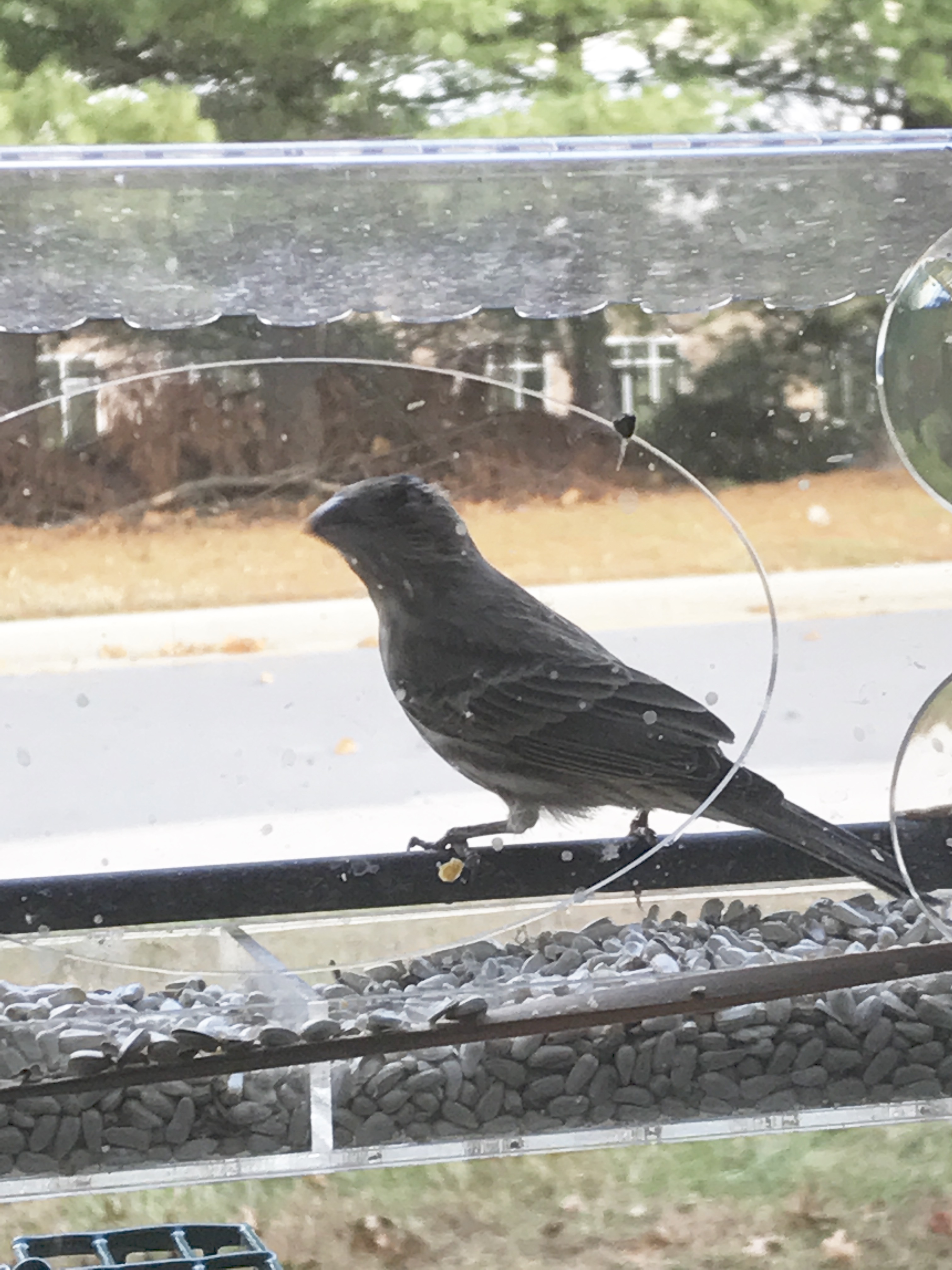 Finch Eye - FeederWatch
