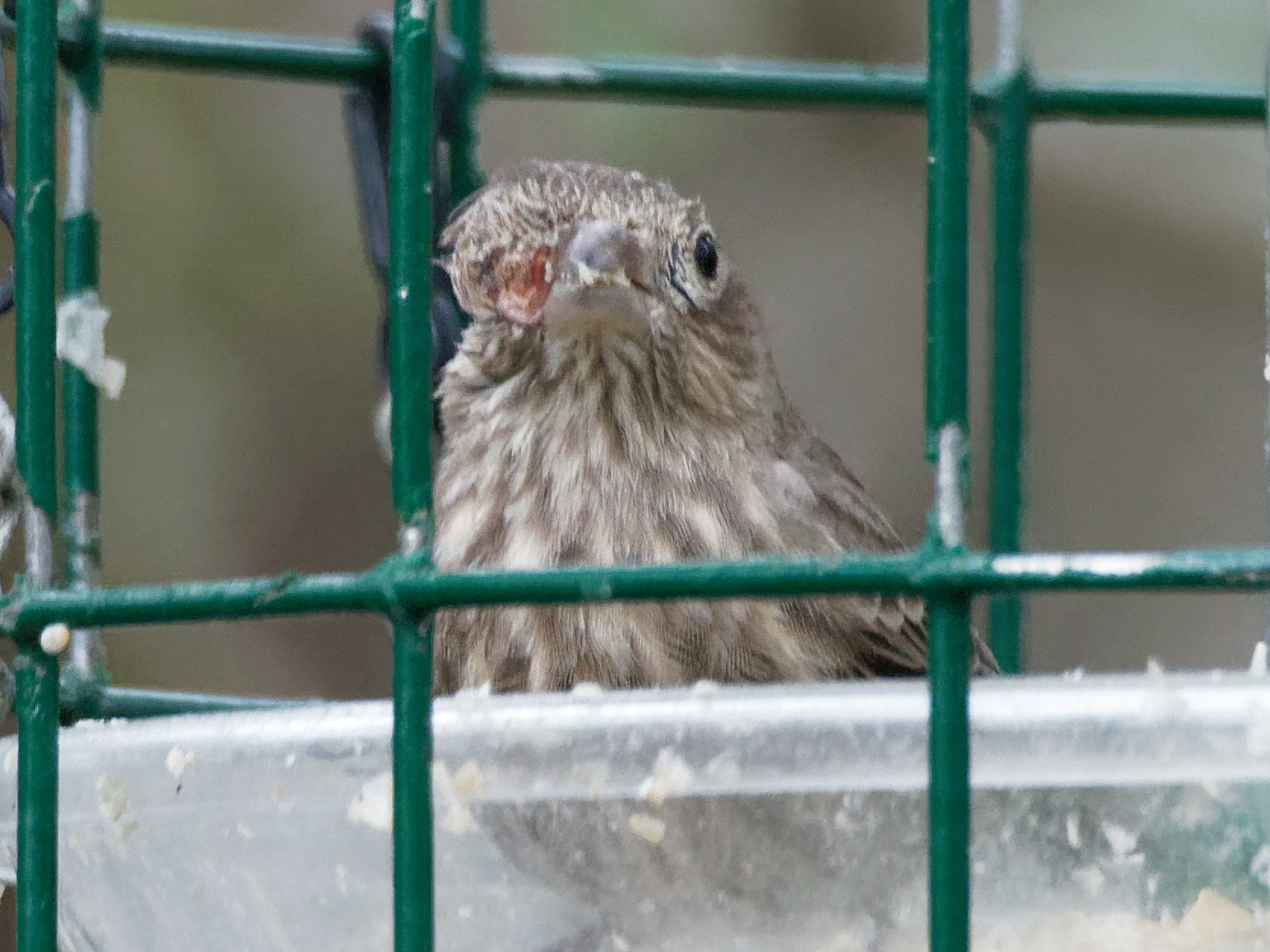 Female House Finch w/ eye disease - FeederWatch
