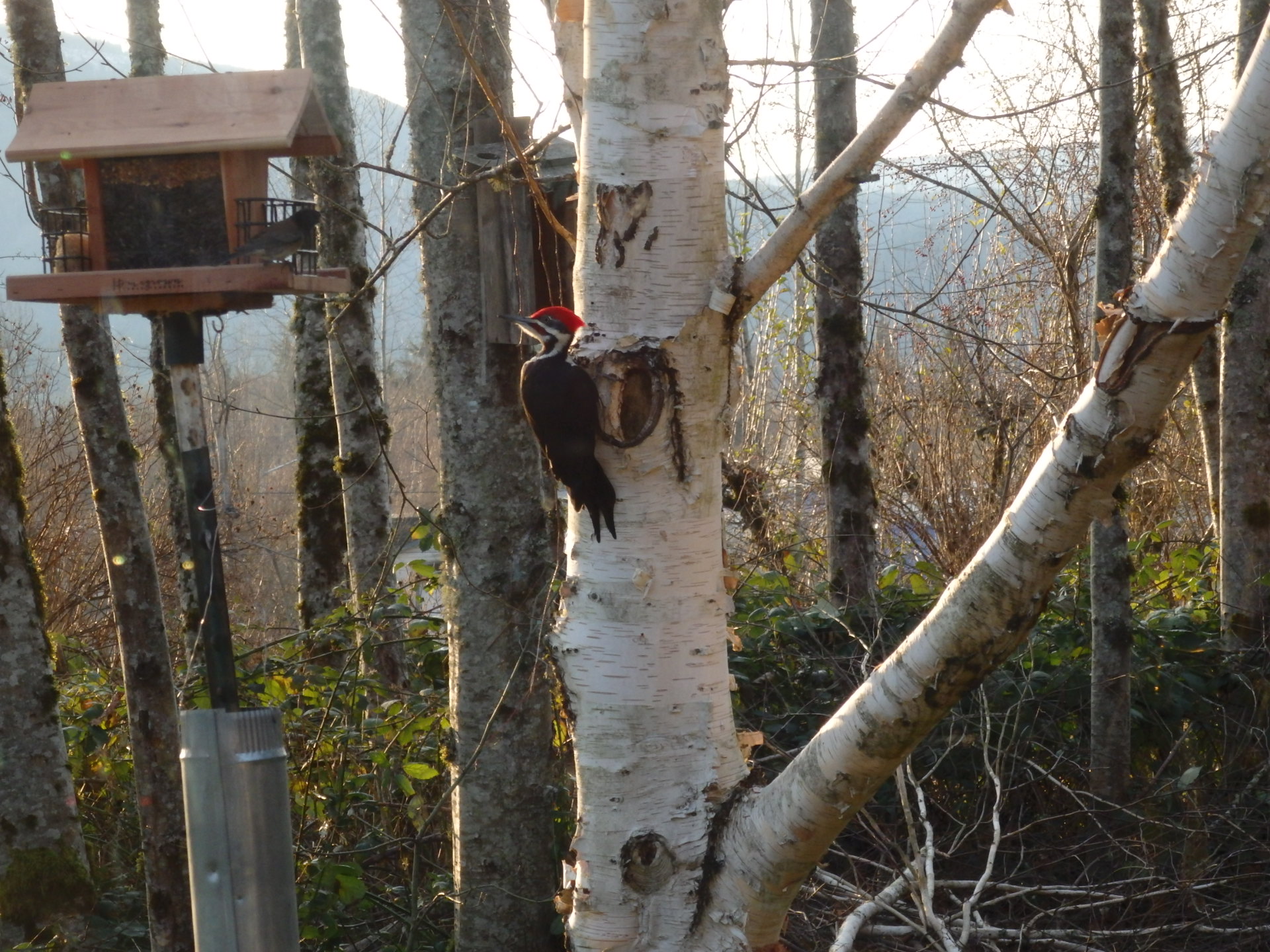 Pileated Woodpecker - Project FeederWatch