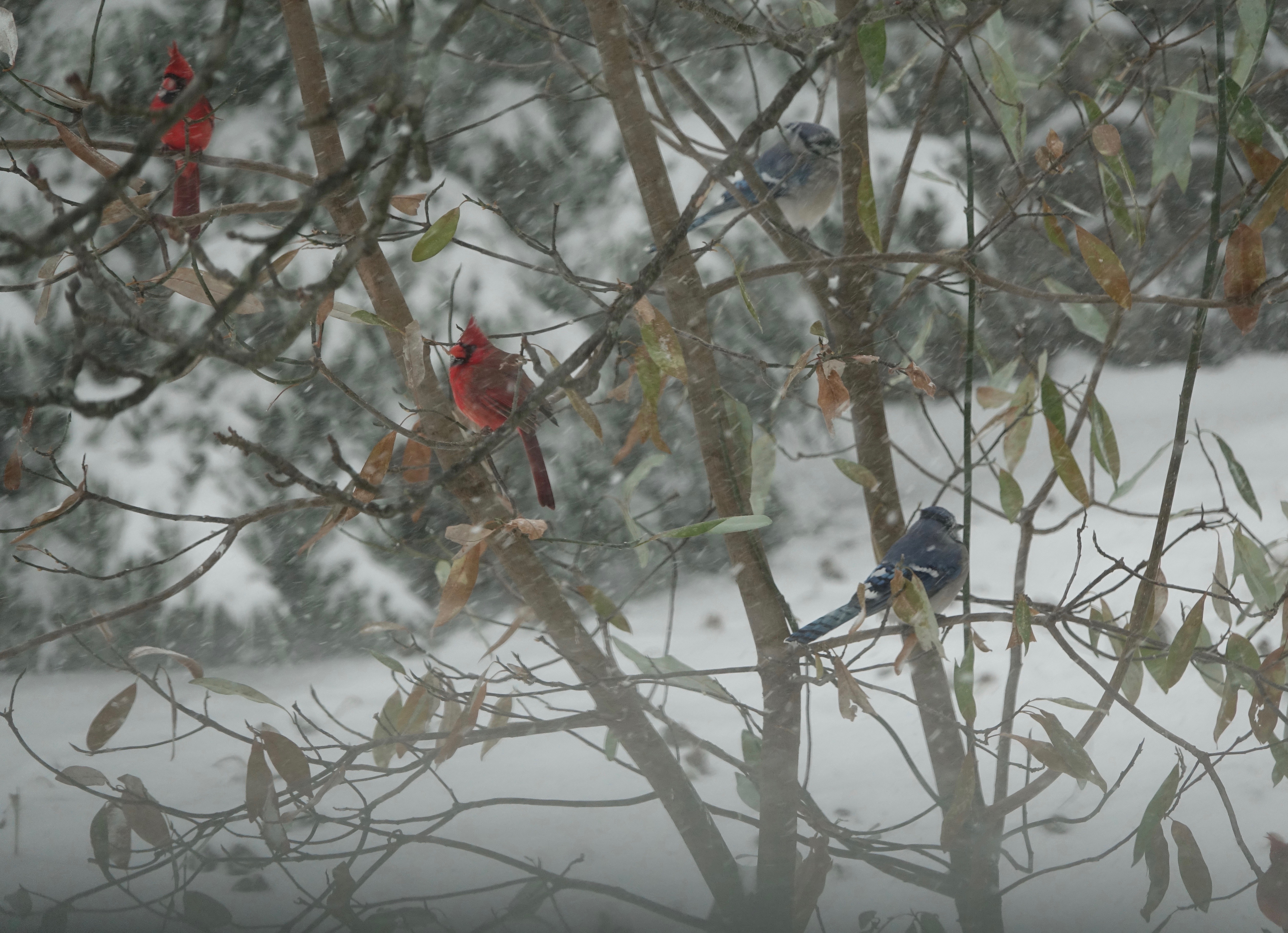 Red, Blue, and White - Project FeederWatch