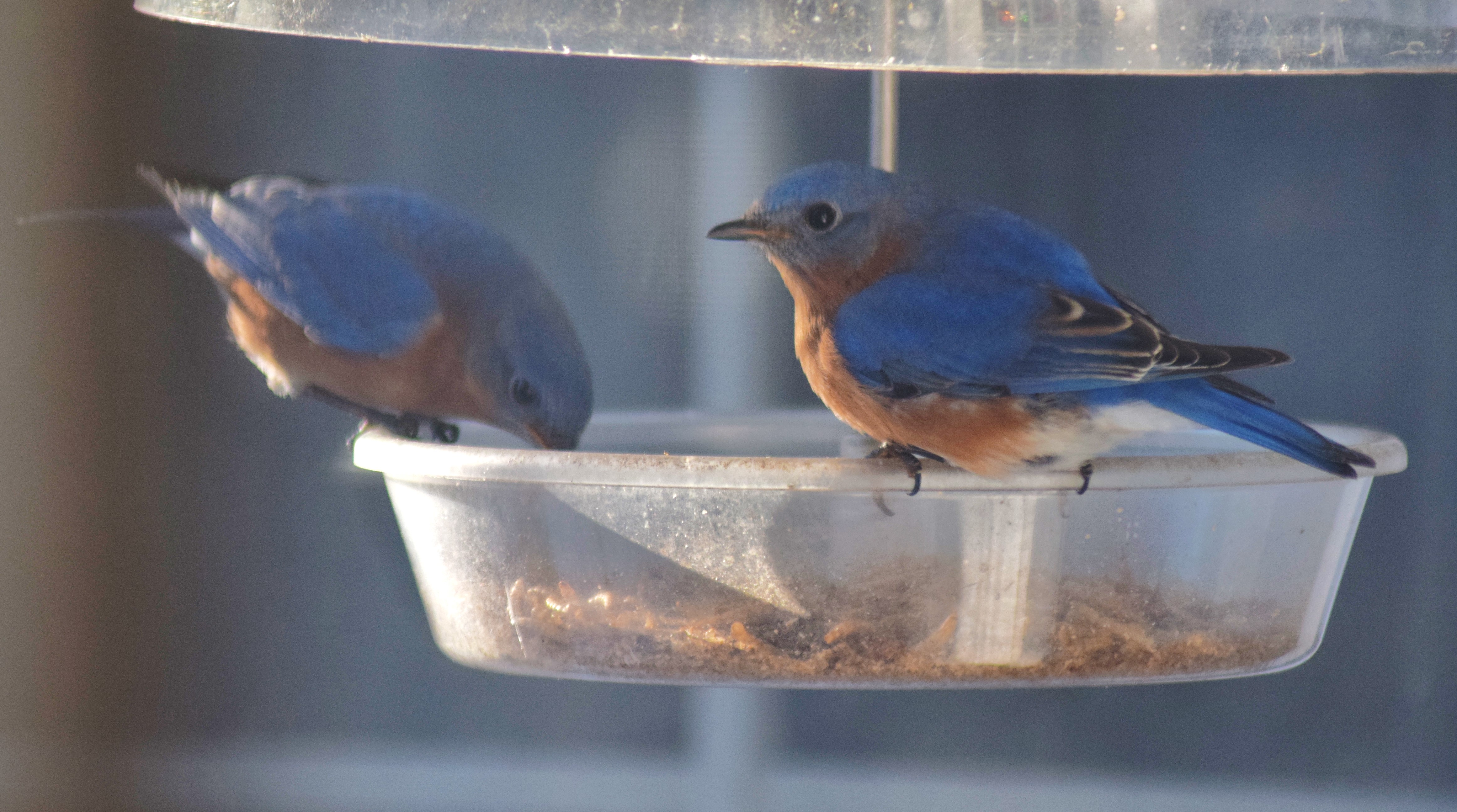 Eastern Blue Birds still with us - Project FeederWatch