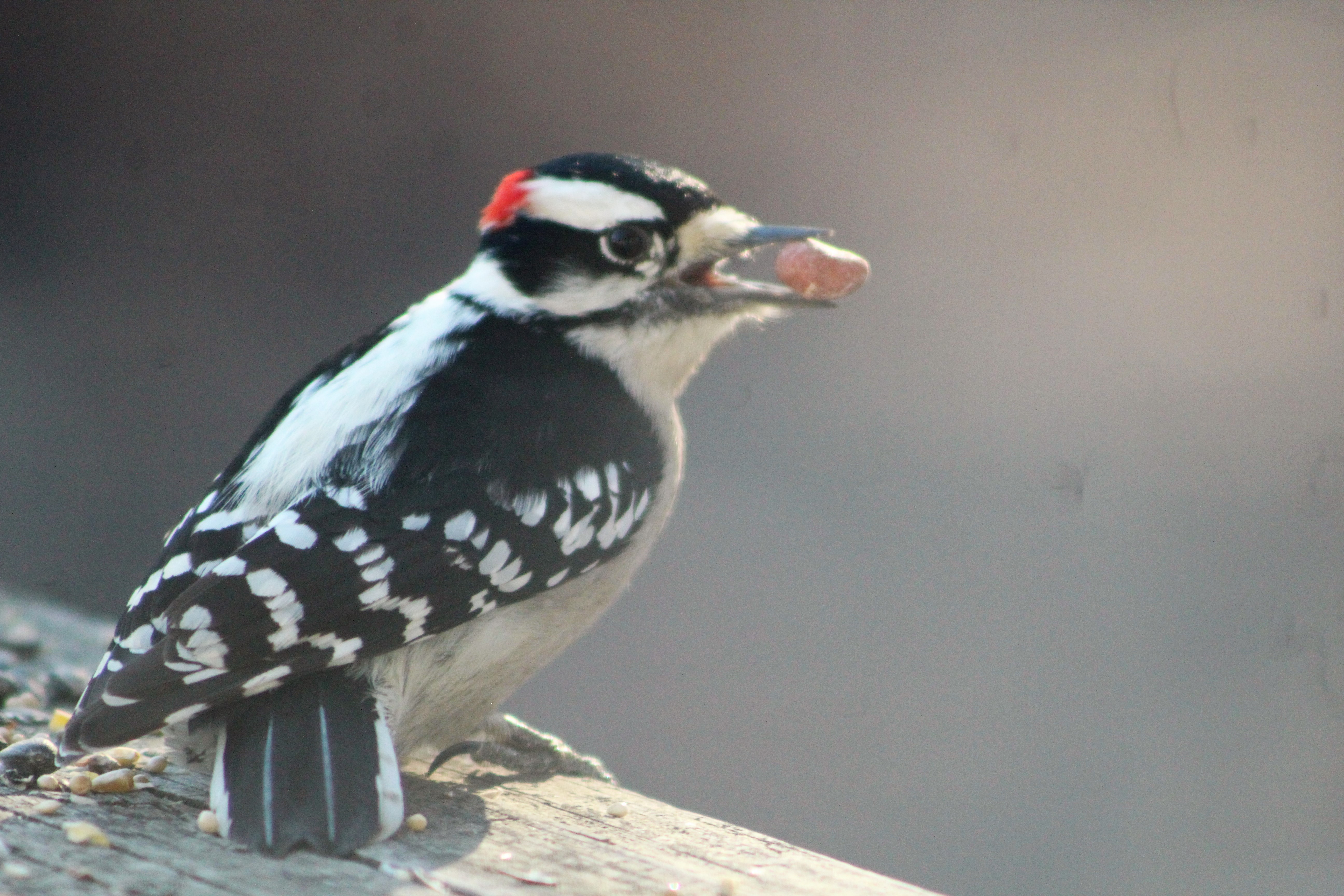 Peanut Poster Boy - Project FeederWatch