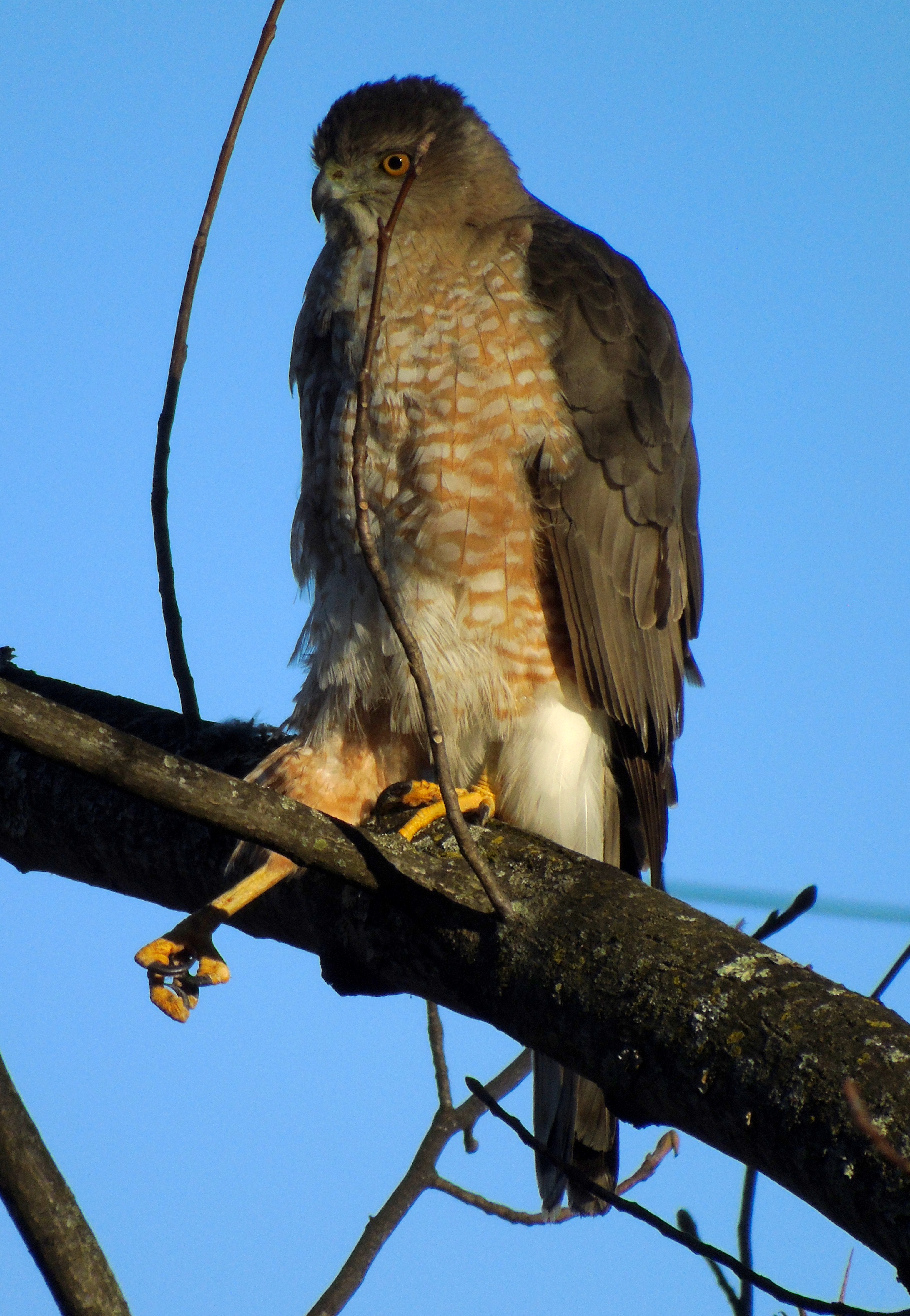 Life with Cooper's hawks - Project FeederWatch