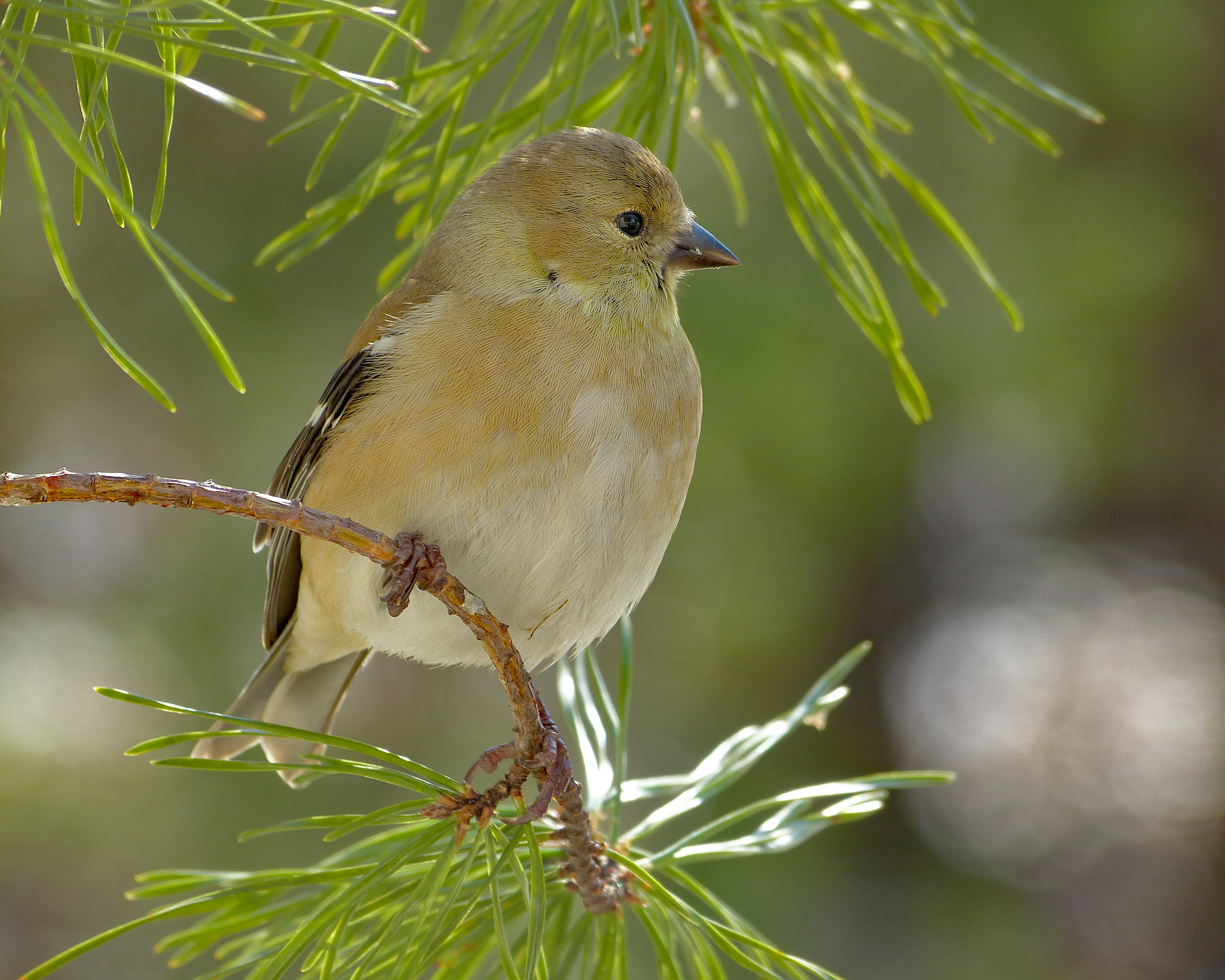 American Goldfinch female - FeederWatch