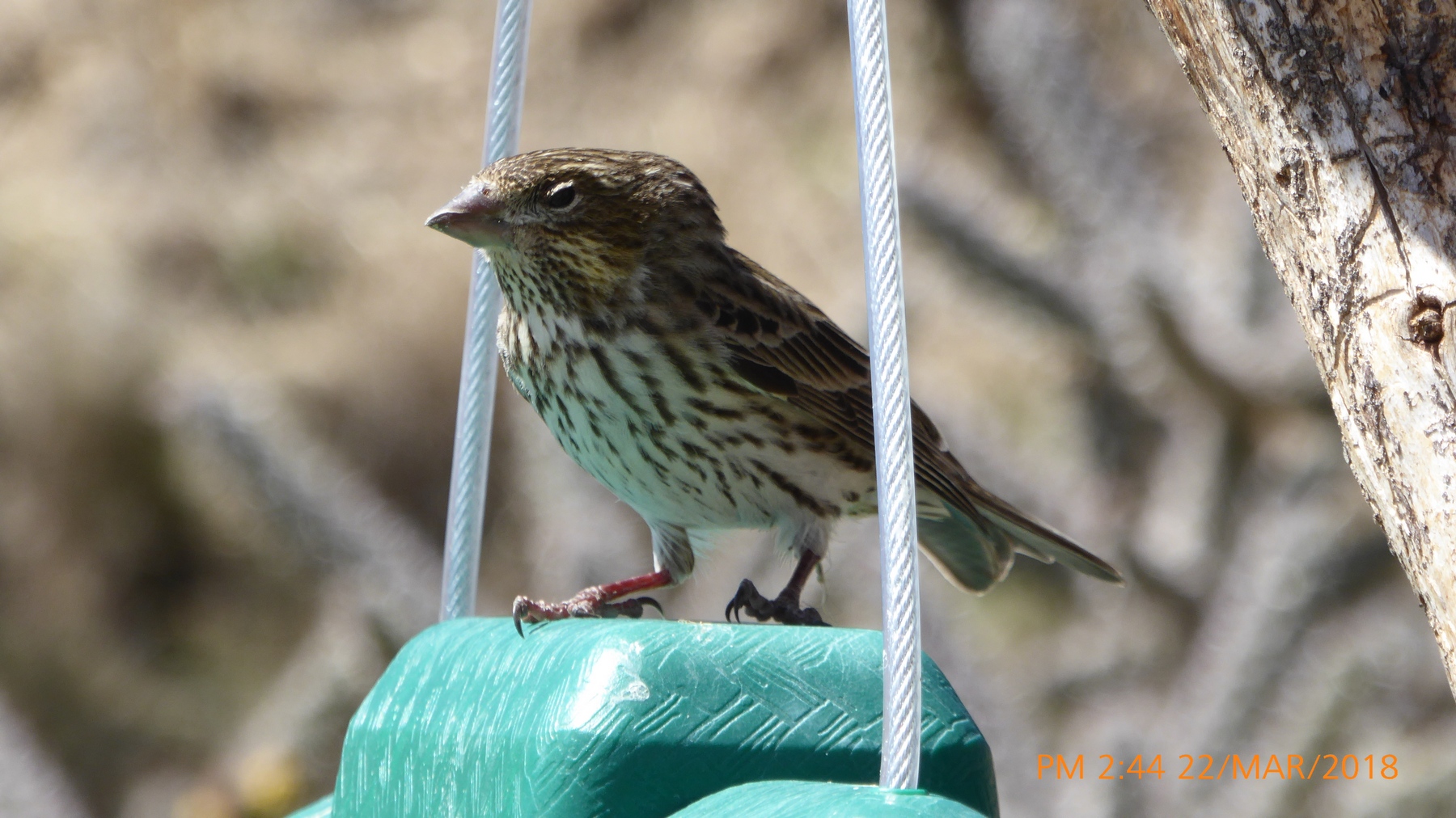 Sick female Cassin's Finches - Project FeederWatch