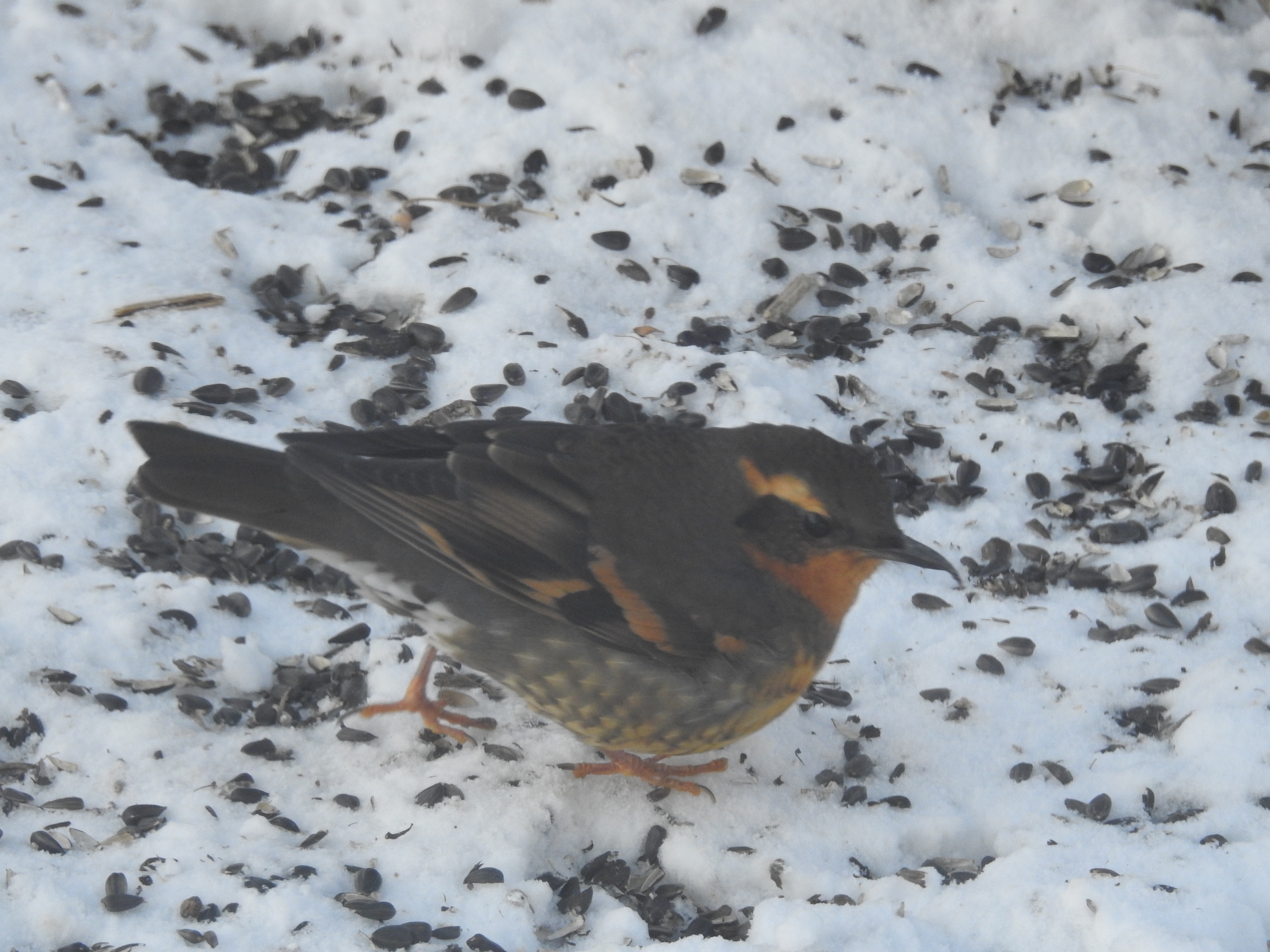 Varied Thrush - FeederWatch