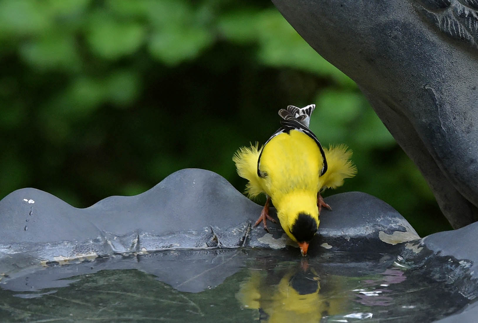 American Goldfinch - FeederWatch